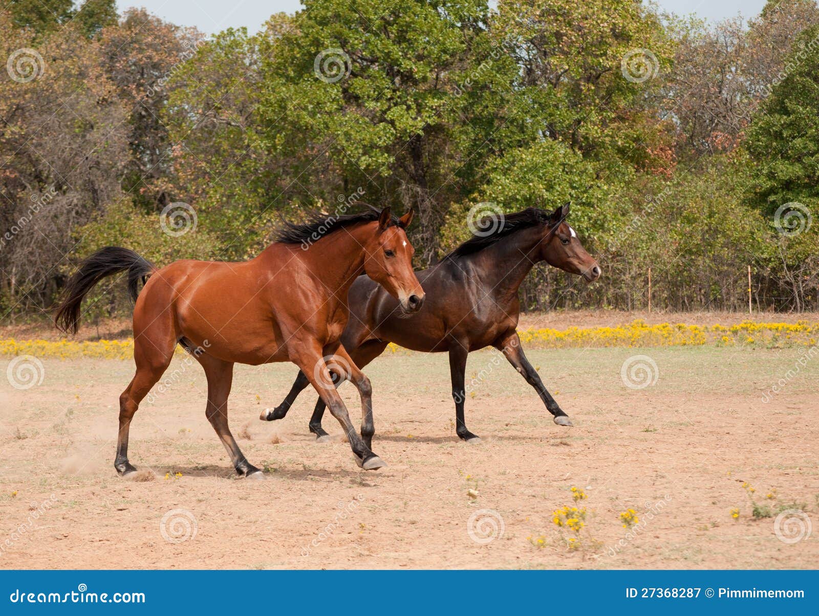 Two Horses Racing in the Pasture Stock Image - Image of dark, brown ...