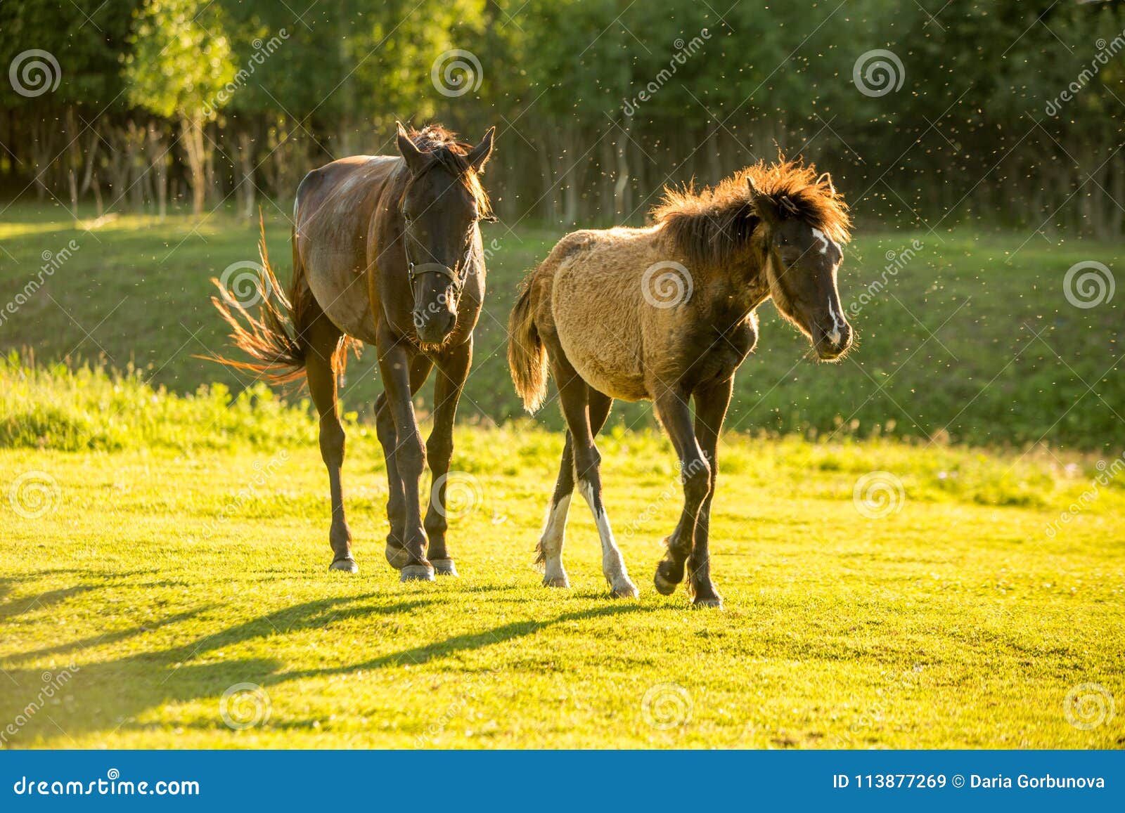 Two Horses Mother and Son Resting on the Green Meadow Stock Image ... Two Horses Mother and Son Resting on the Green Meadow Stock Image ...