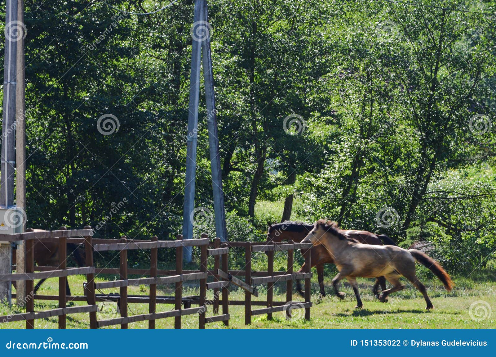 Two horses running in farm stock photo. Image of park - 151353022