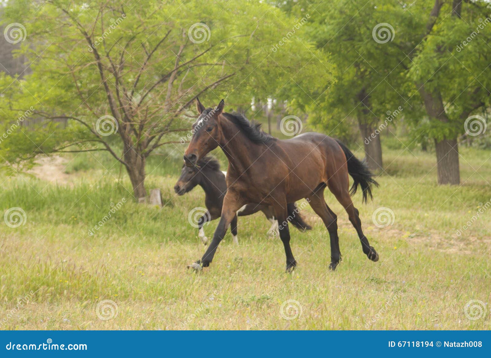 Two Horses Running in the Forest Stock Photo - Image of white, spot ...