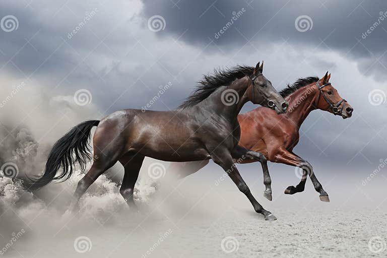 Two Horses Running at a Gallop Stock Image - Image of ground, mammal ...