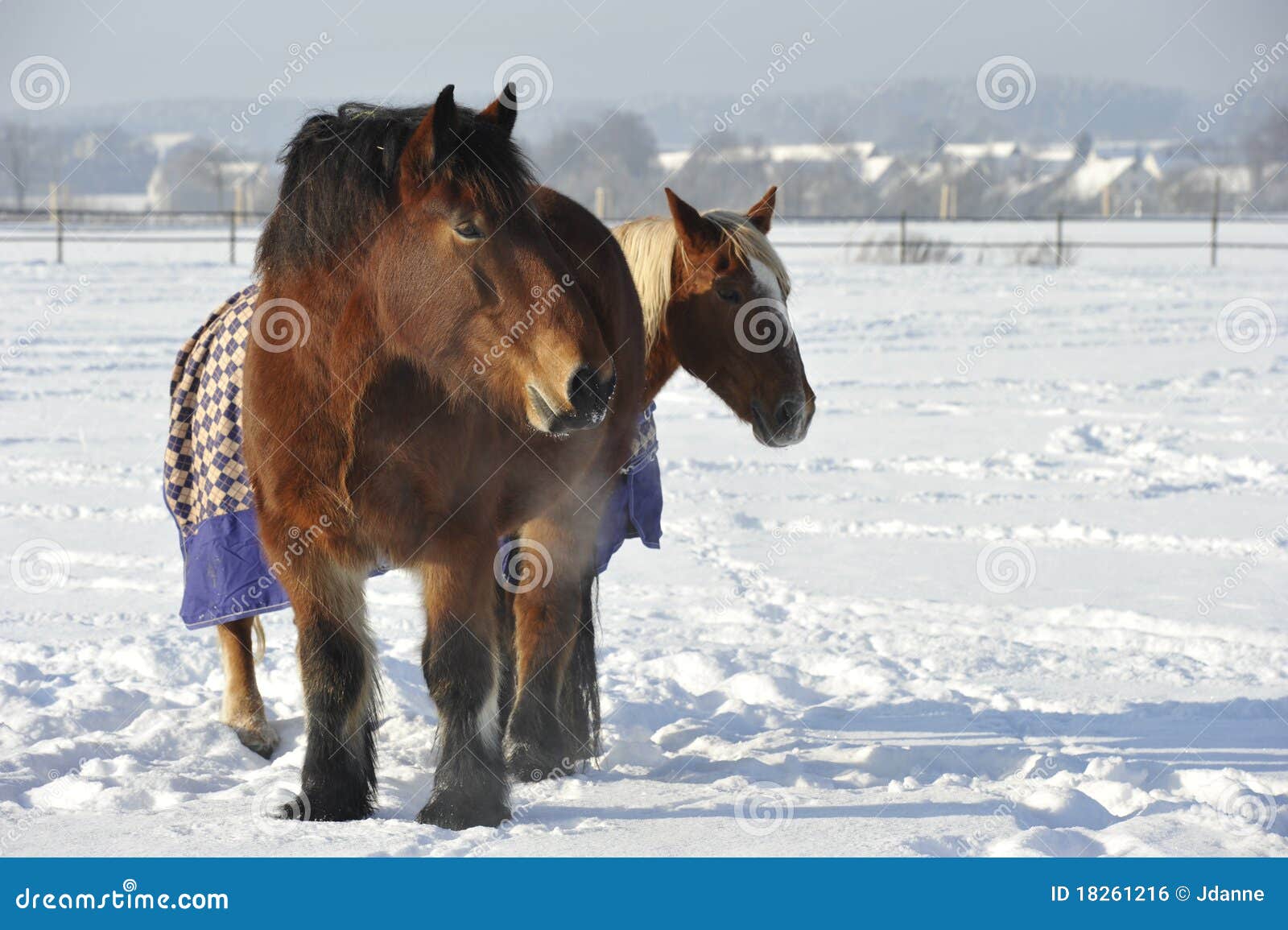 Two Horses in Snow stock photo. Image of male, frost - 18261216