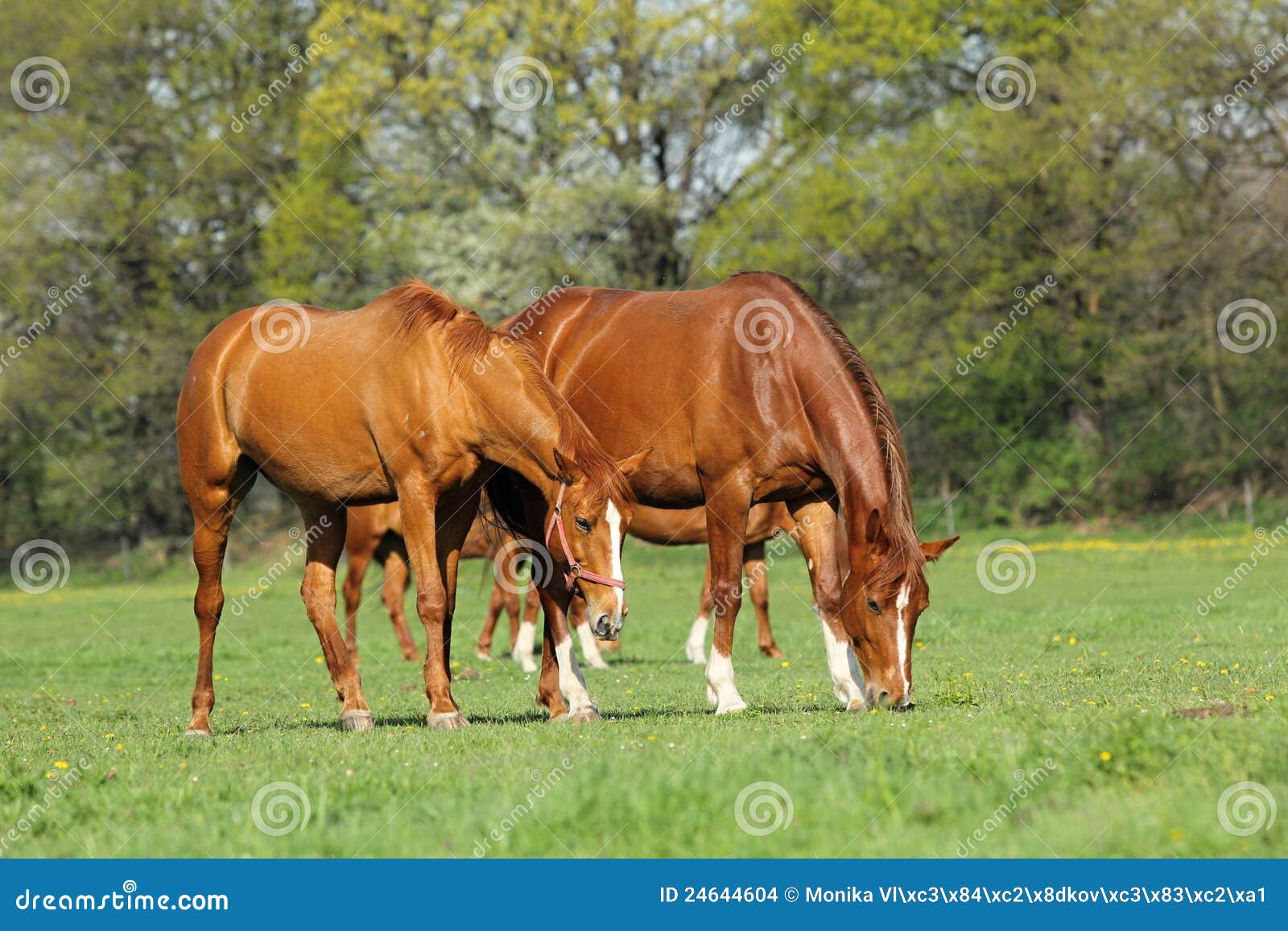 Two Horses in Spring Pasture Stock Photo - Image of farm, country: 24644604
