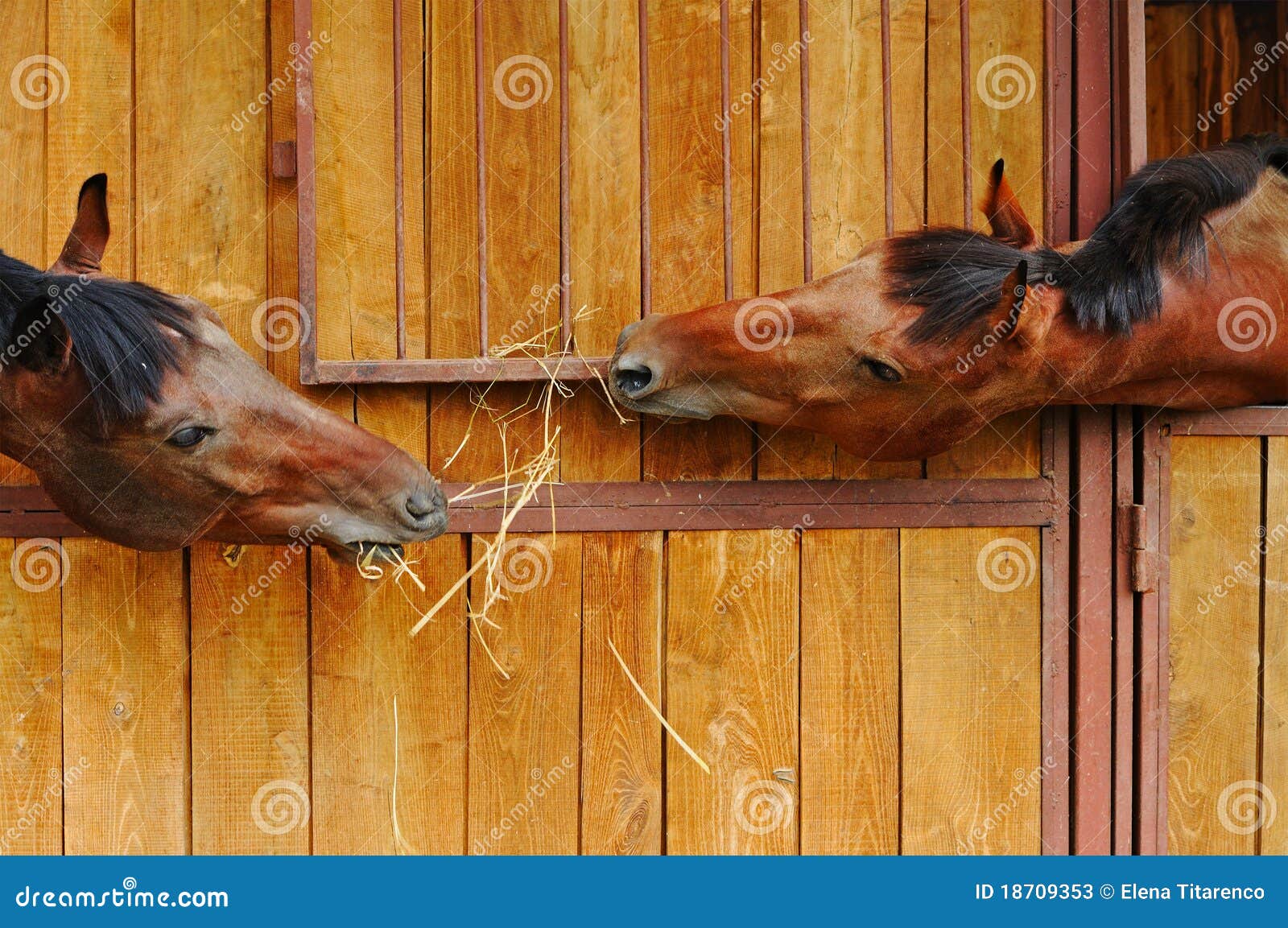 Two horses in the stable stock image. Image of farm, profile - 18709353