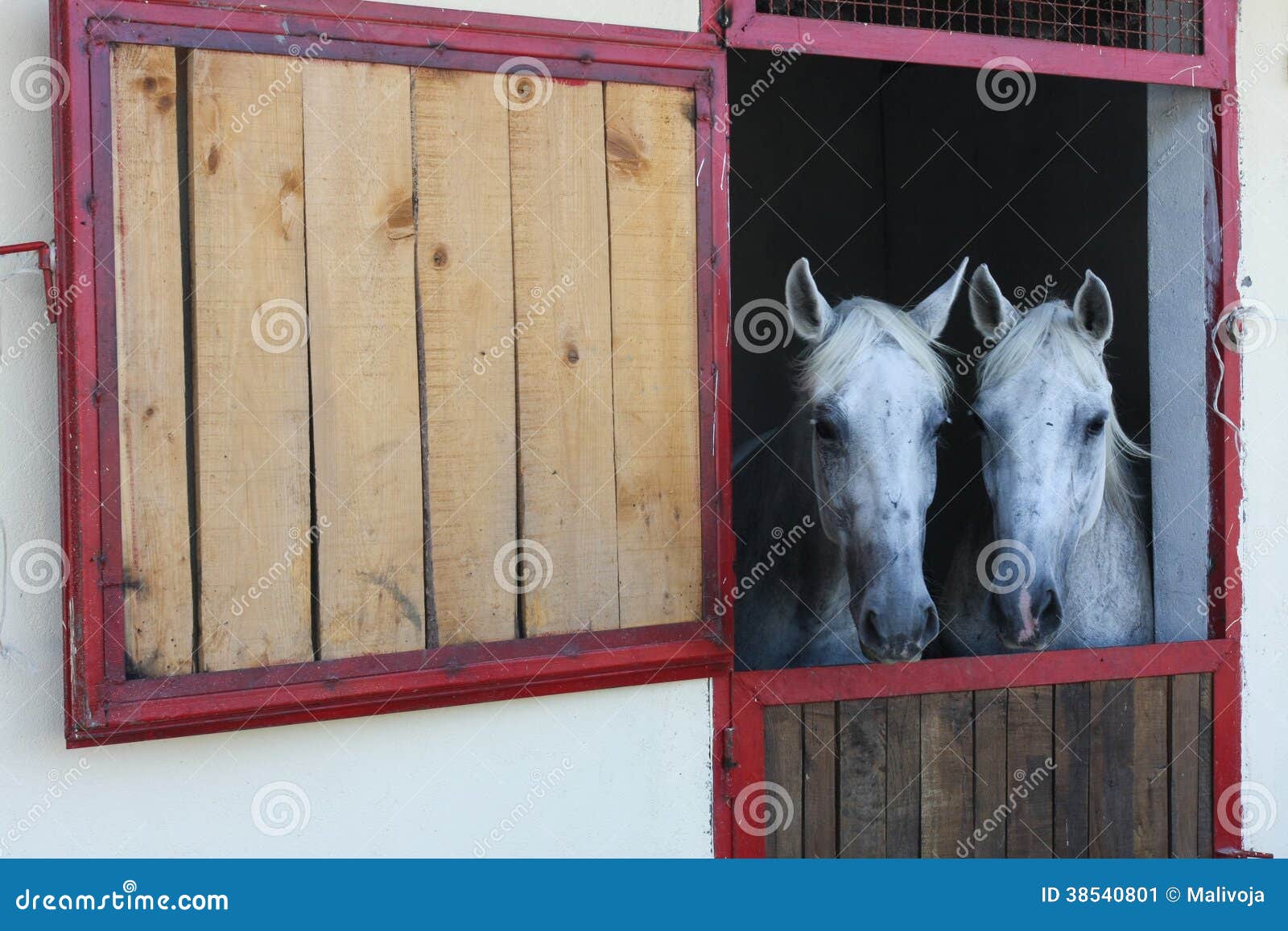 Two horses in stable stock image. Image of horizontal - 38540801