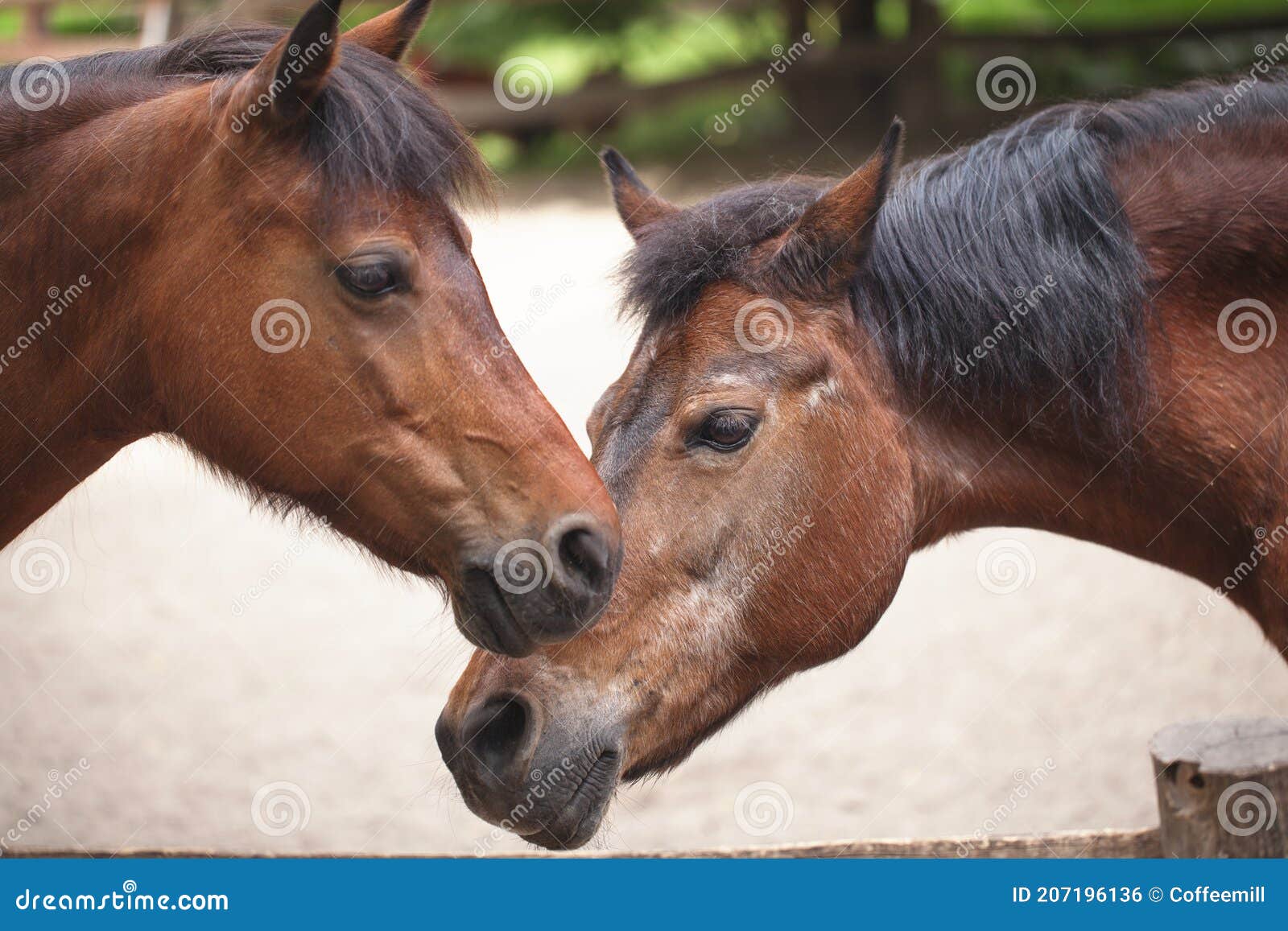 Two horses stand stock photo. Image of nature, natural - 207196136