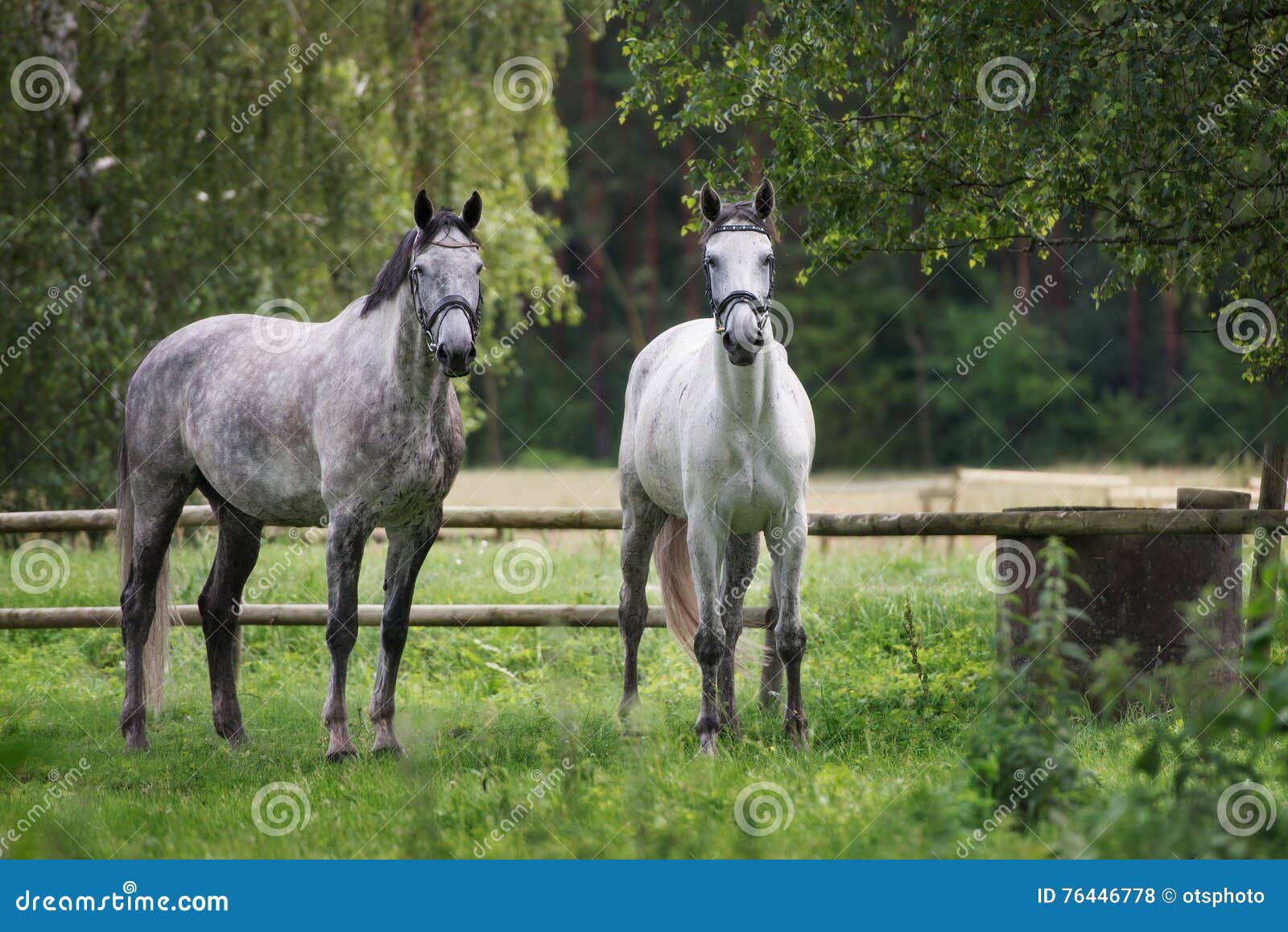 Two Horses Standing on a Field Together Stock Photo - Image of freedom ...