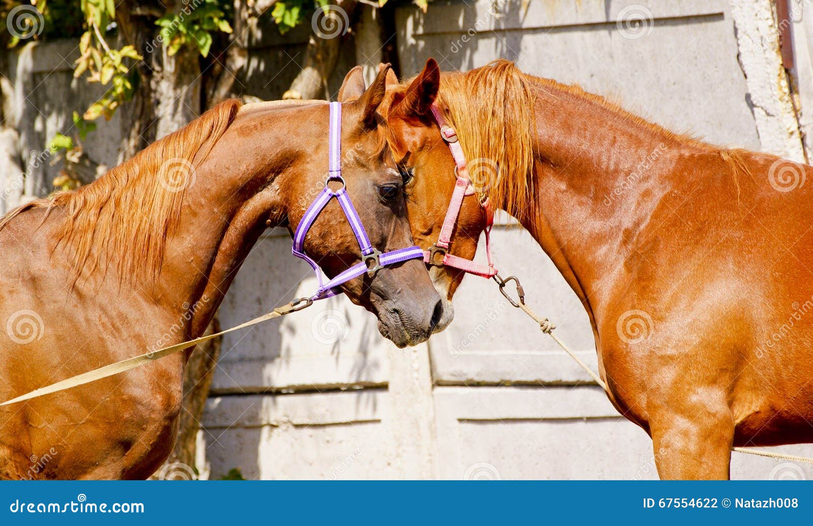Two Horses Standing Next To Each Other Stock Photo - Image of beautiful ... Two Horses Standing Next To Each Other Stock Photo - Image of beautiful ...