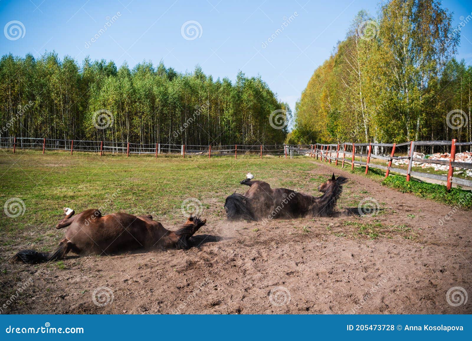 Two Horses Take Mud Baths in a Paddock on a Farm while Walking Stock ...
