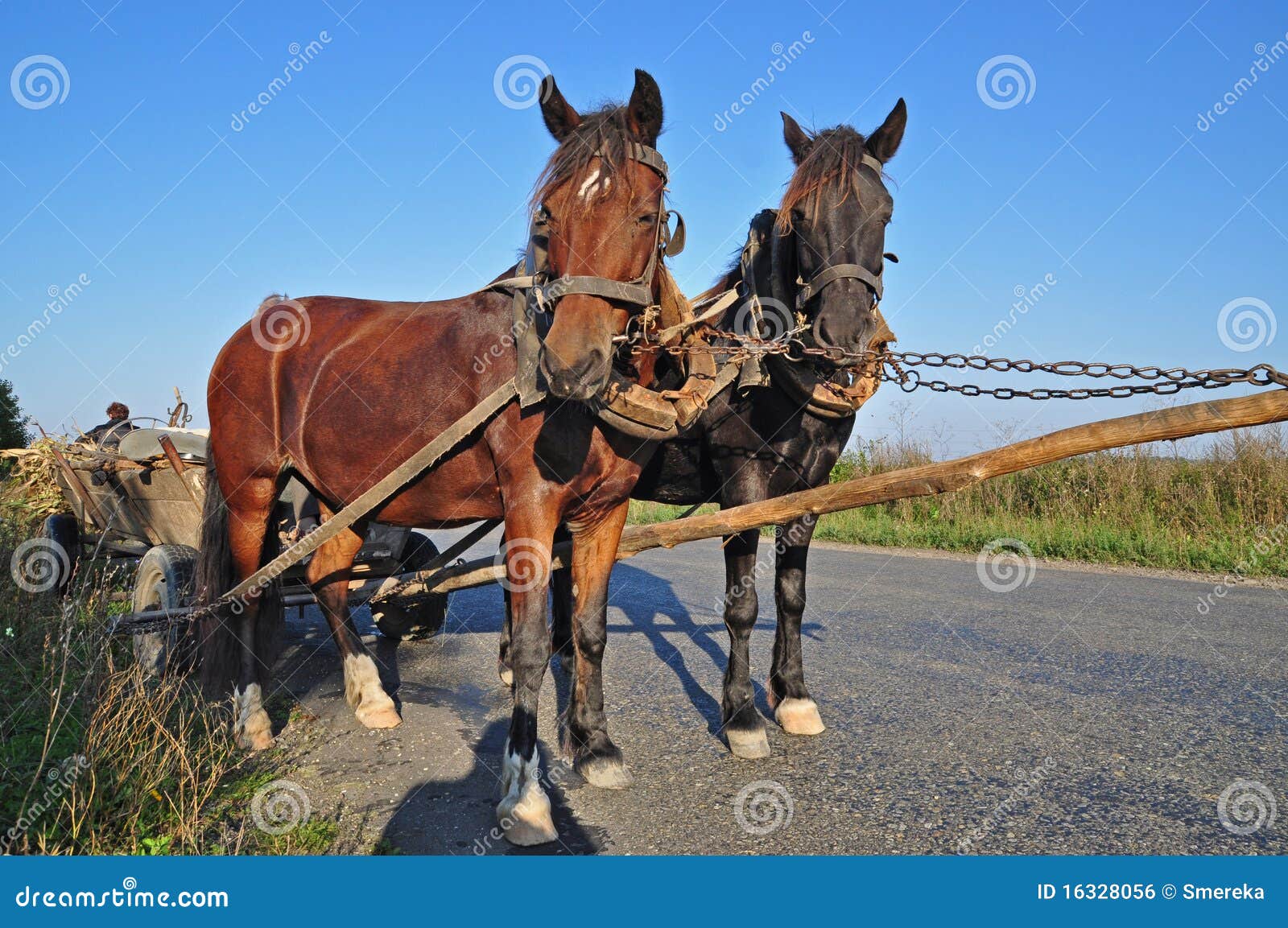 Two horses in a team. stock photo. Image of team, nature - 16328056