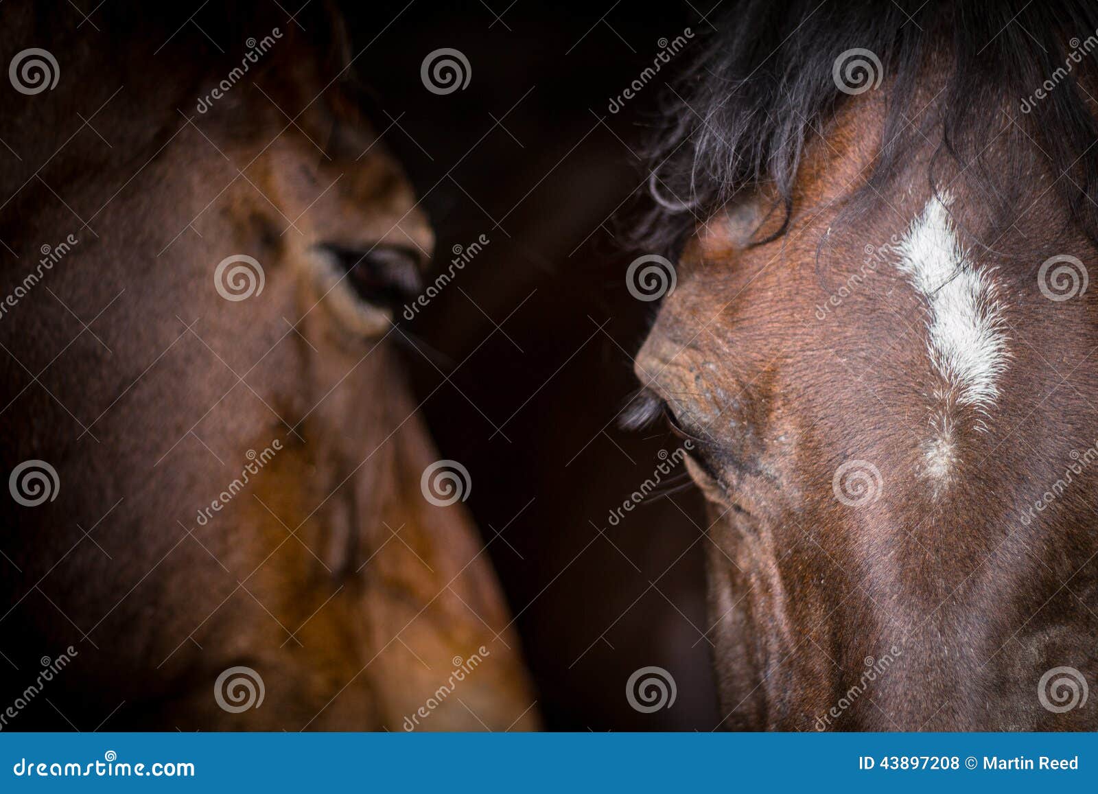 Two horses in their stable stock photo. Image of elegance - 43897208