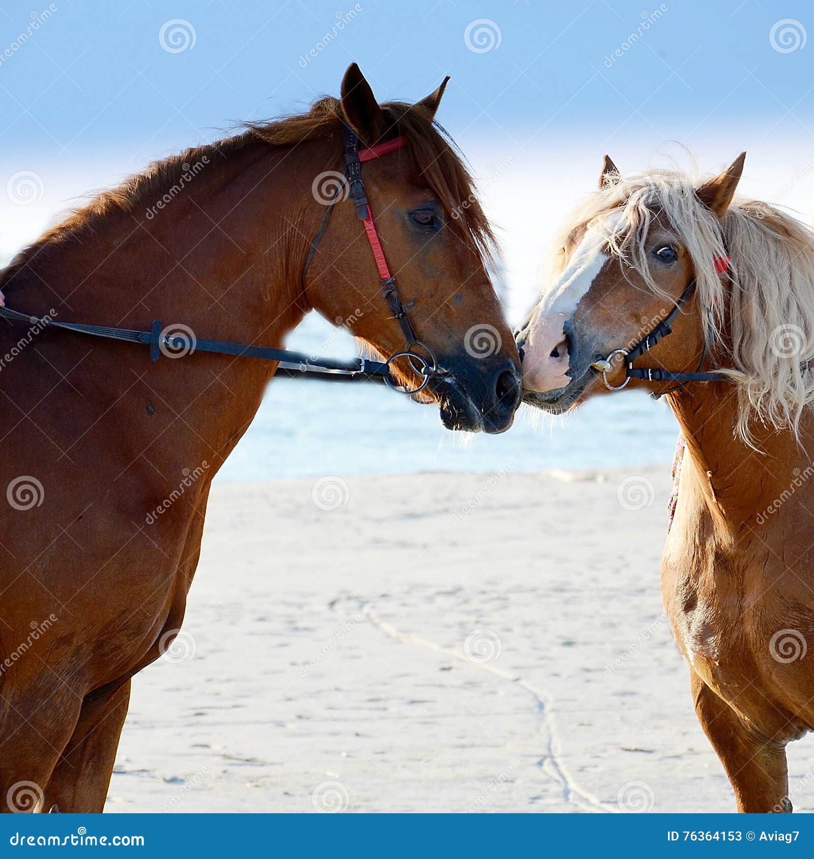 Two horses stock image. Image of brown, domestic, filly - 76364153