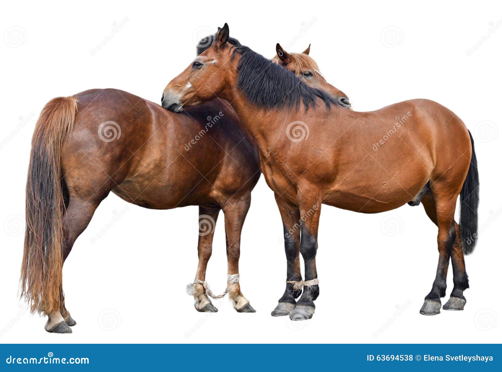 Two Horses and White Background Stock Photo - Image of length, beauty ...