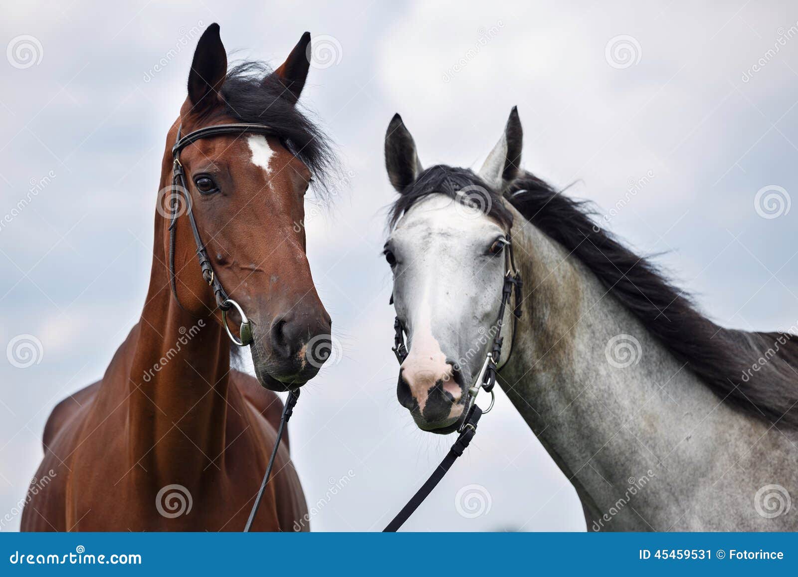 Two horses stock image. Image of summer, cute, brown - 45459531