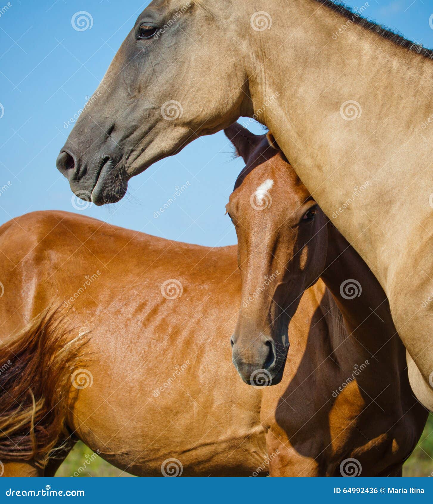 Two horses stock photo. Image of noble, long, thoroughbred - 64992436