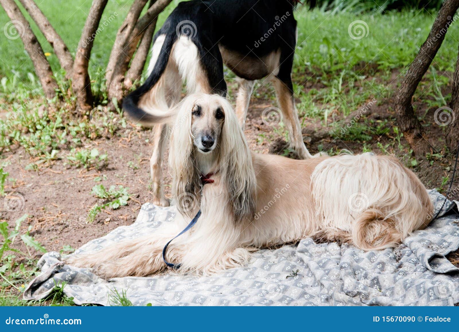 Two hounds stock photo. Image of purebred, leaves, horizontal - 15670090