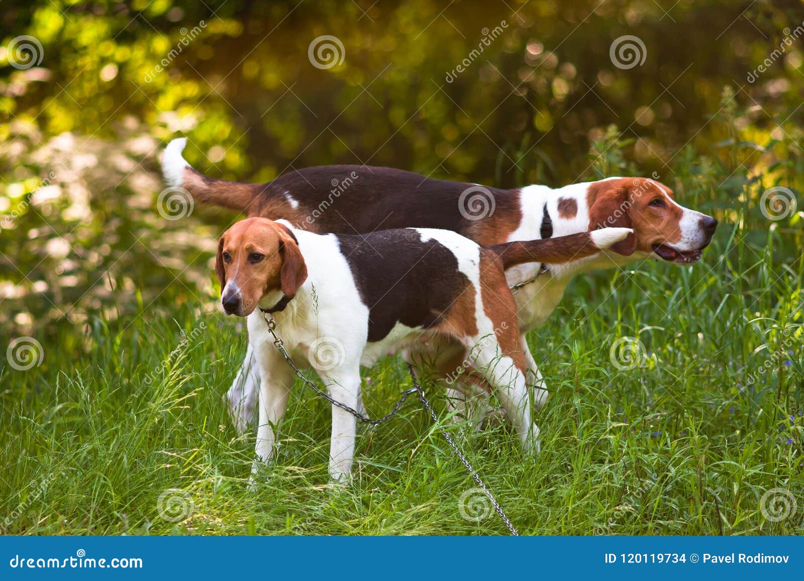 Two hounds stock photo. Image of portrait, forest, outdoor - 120119734