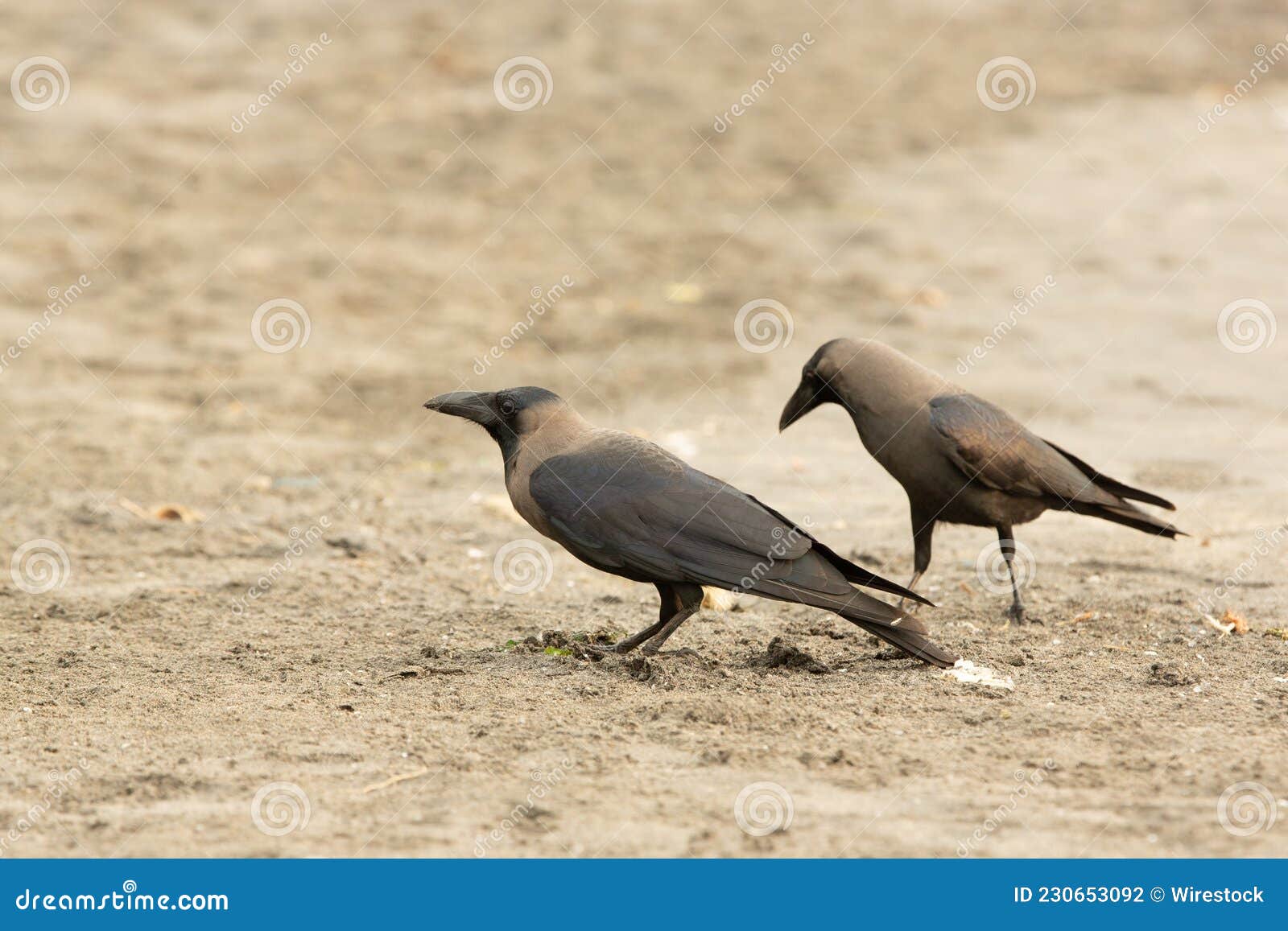 Two House Crows Walking on a Beach.. Stock Photo - Image of colombo ...