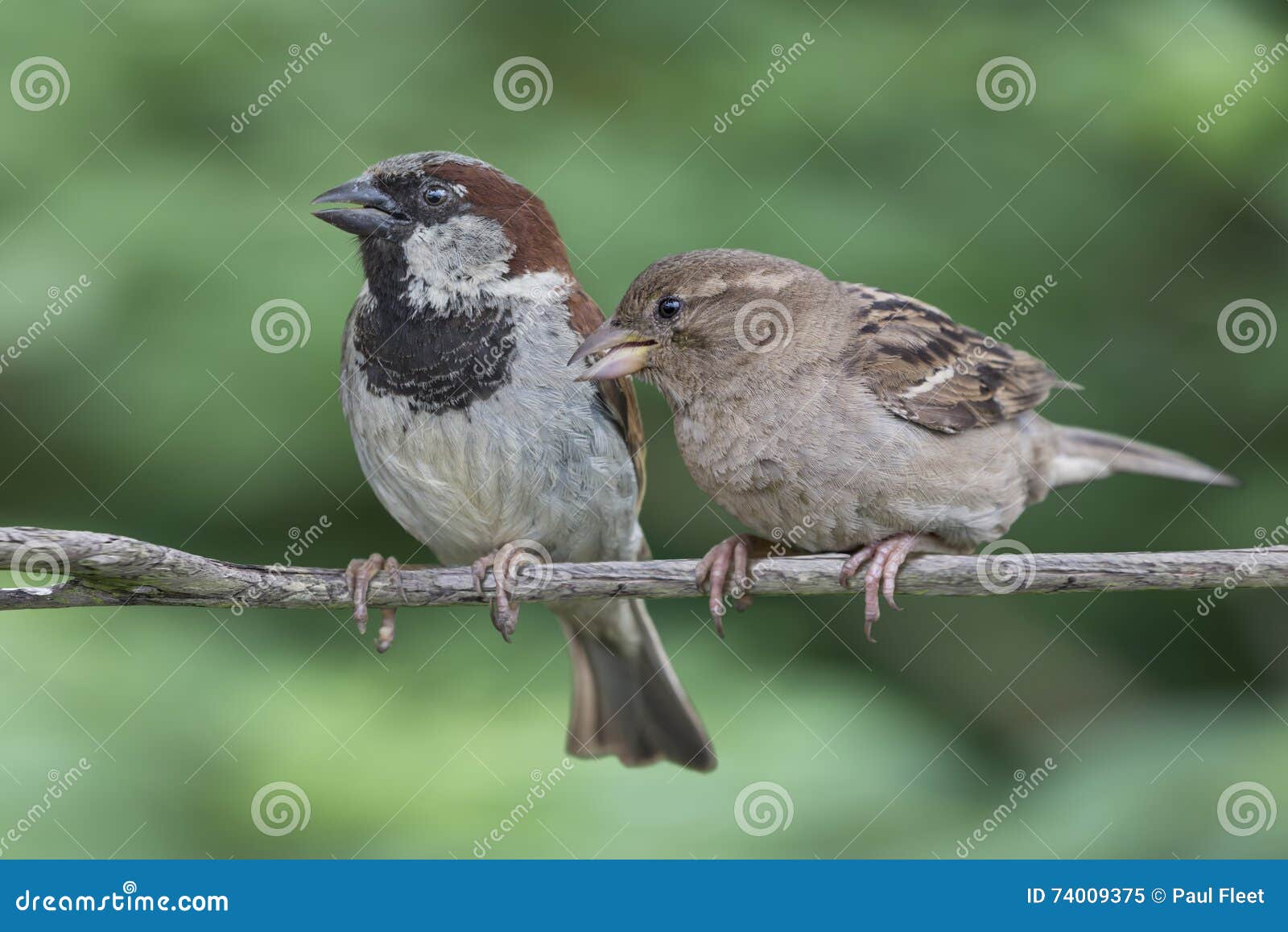 Two House Sparrows stock image. Image of male, garden - 74009375