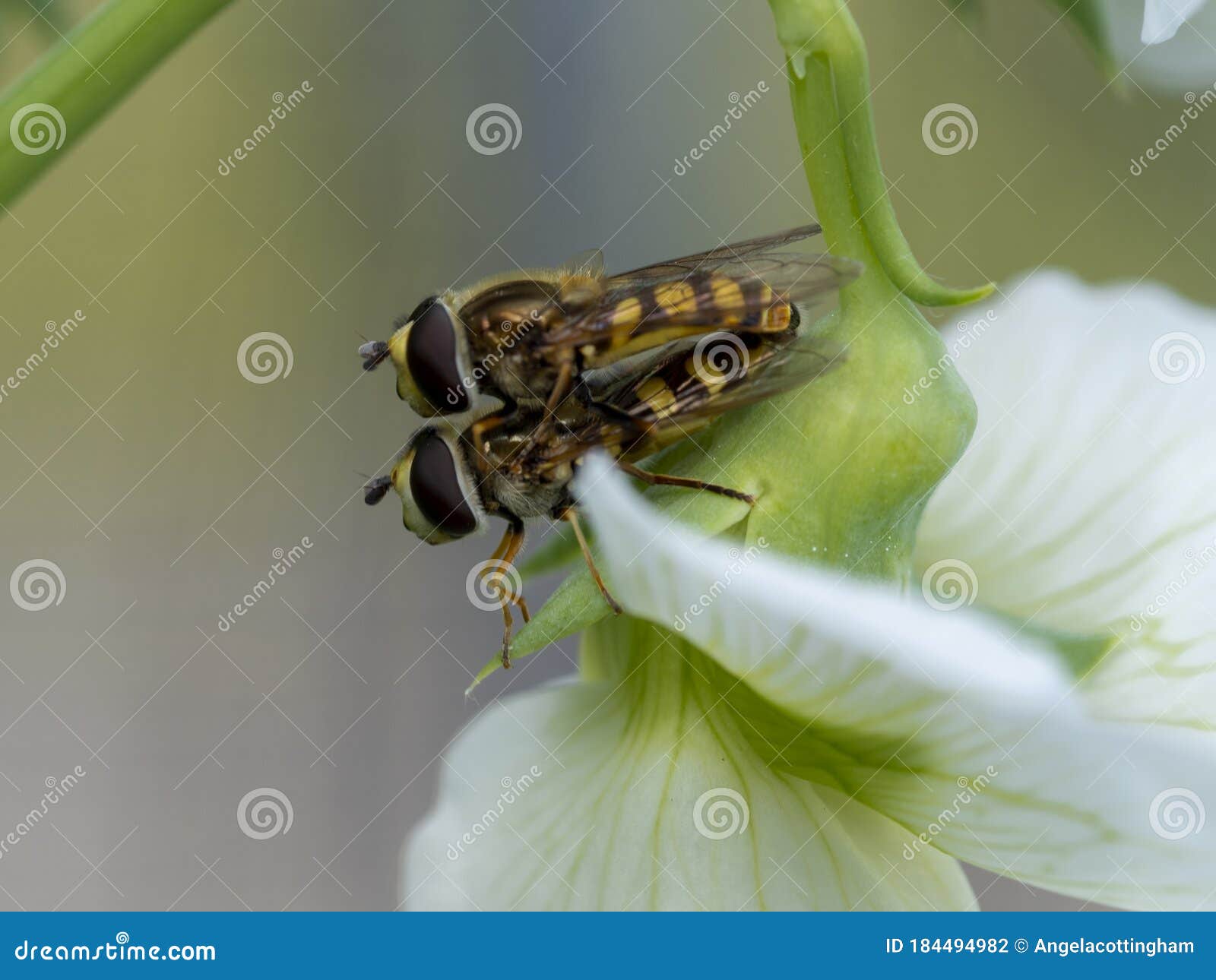 Two Hoverflies Mating on a White Flower Stock Photo - Image of petals ...