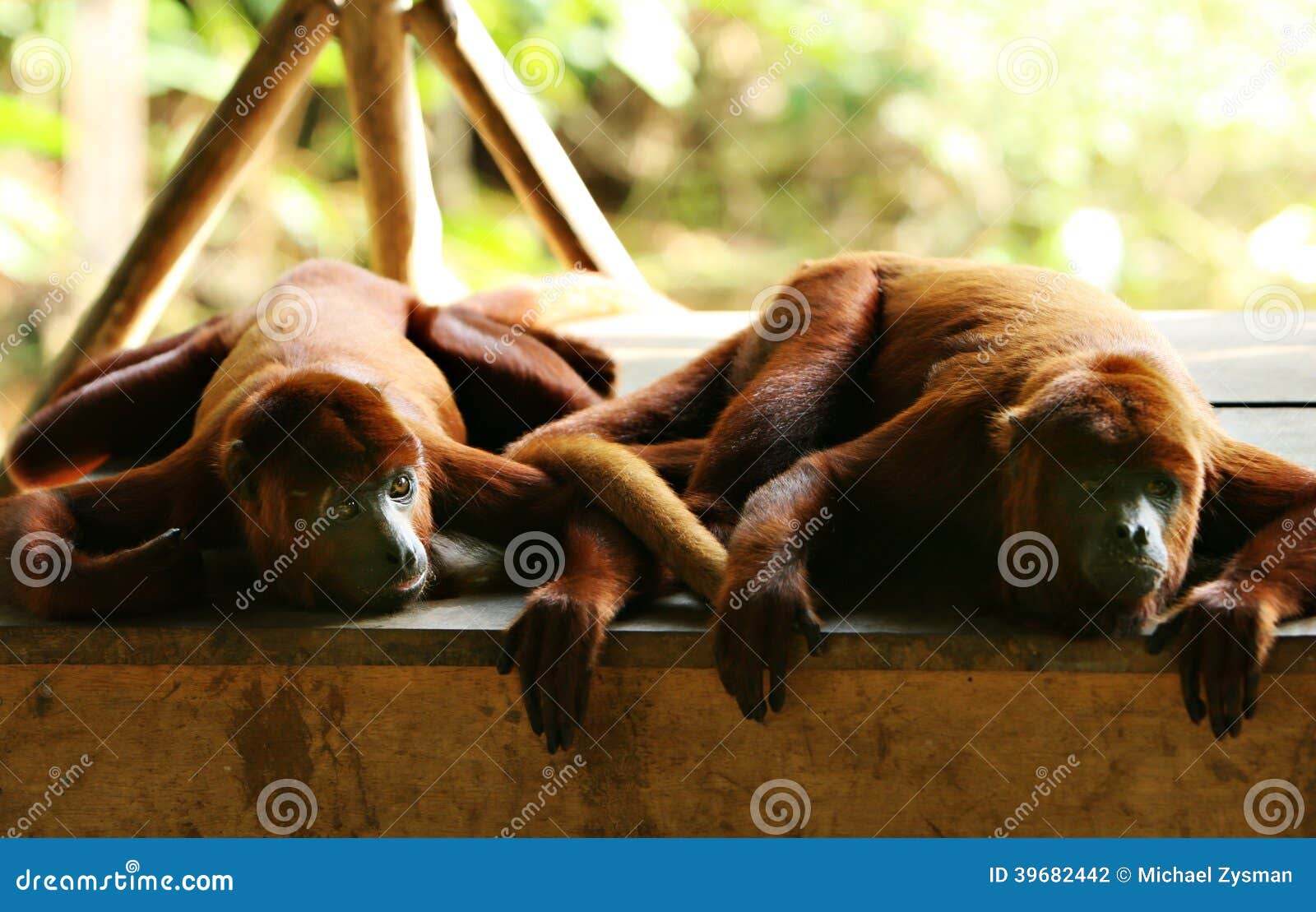 Two Howler Monkeys stock photo. Image of central, animal - 39682442