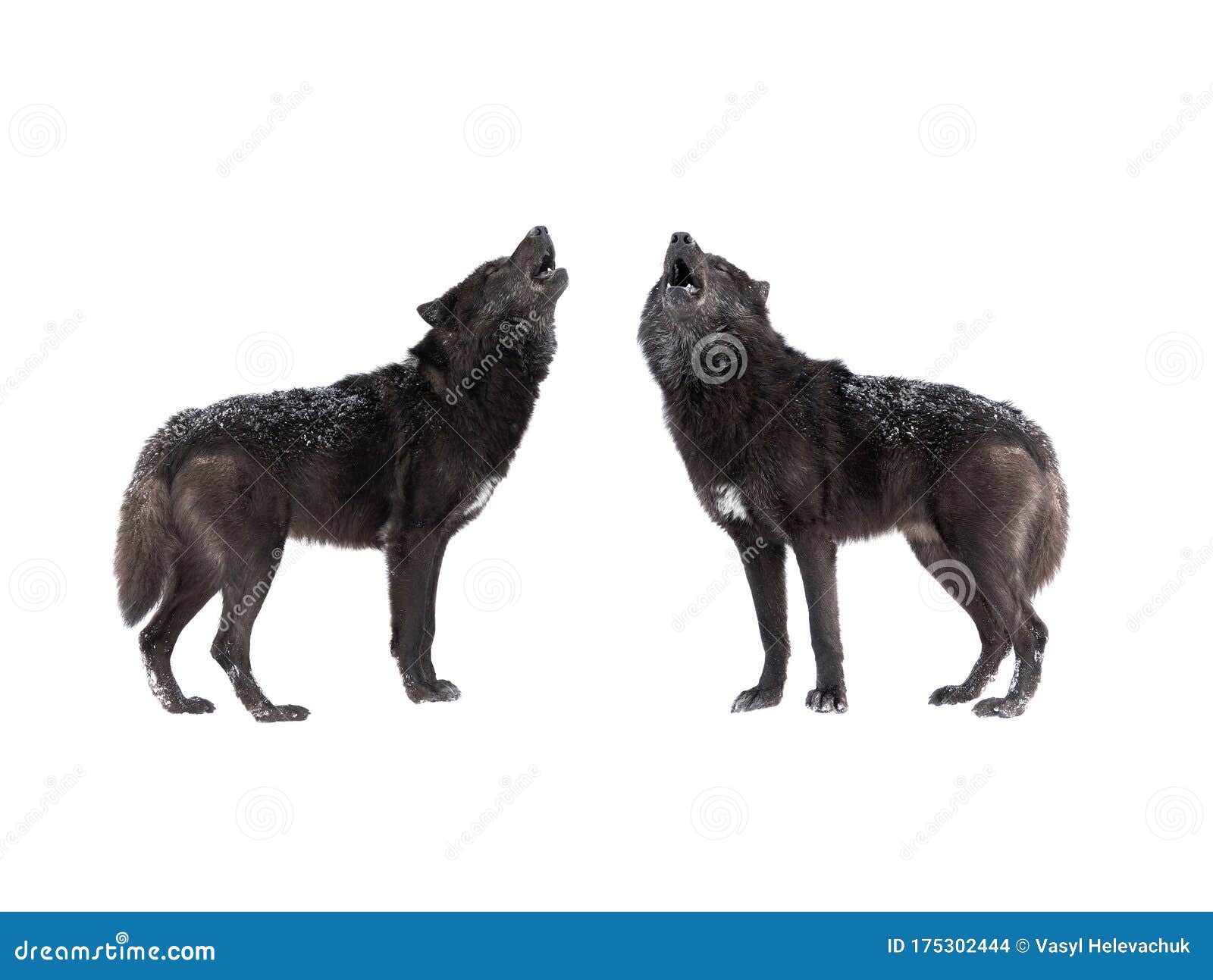 Two Howling Wolf Isolated on a White Stock Photo - Image of black ...