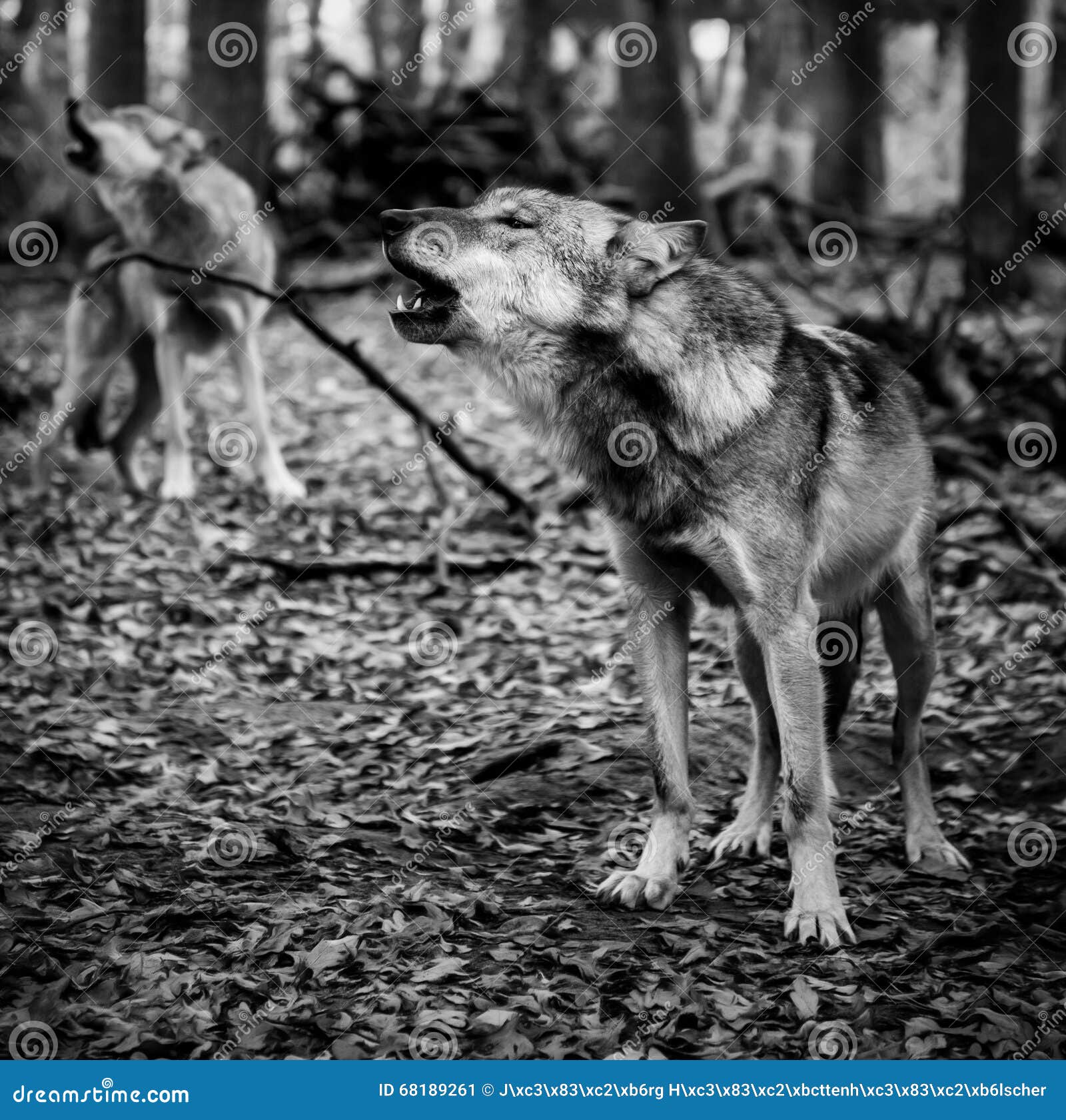 Two howling wolves stock image. Image of white, endangered - 68189261