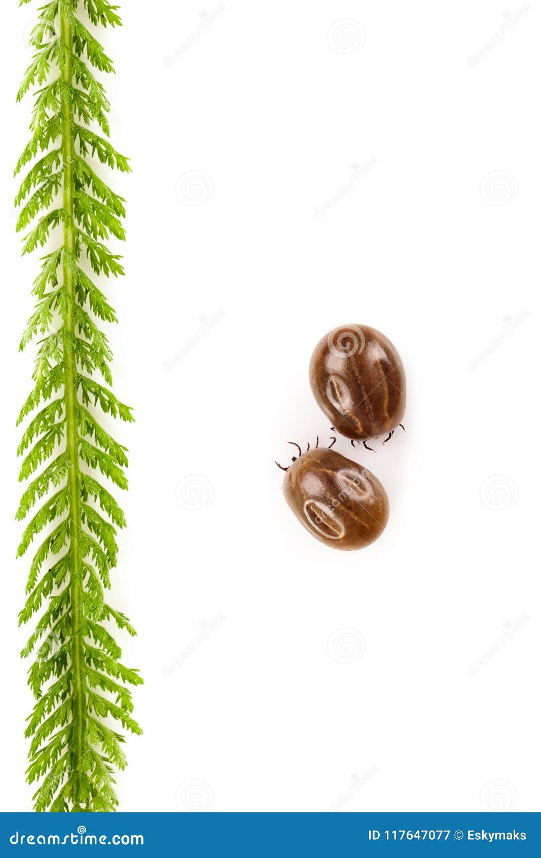 Two Huge Ticks with Leaf from Above. Stock Image - Image of isolated ...