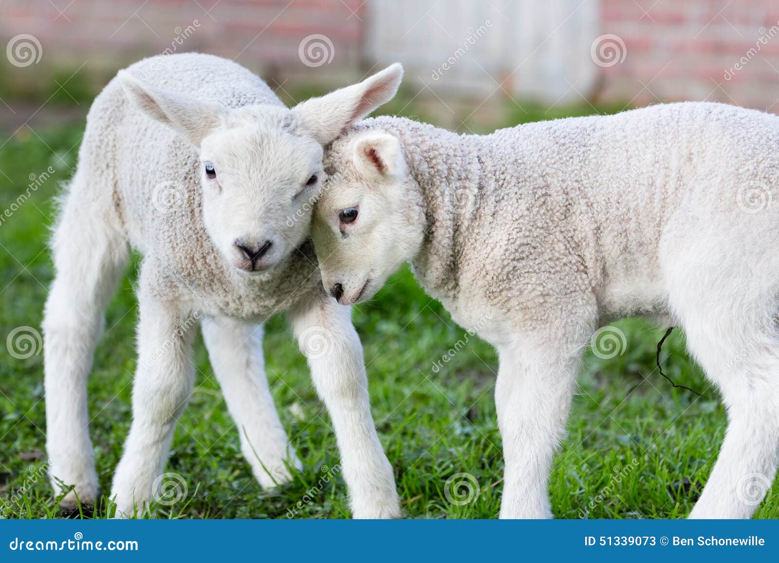 Two Hugging and Loving White Lambs Stock Image - Image of grass, look ...