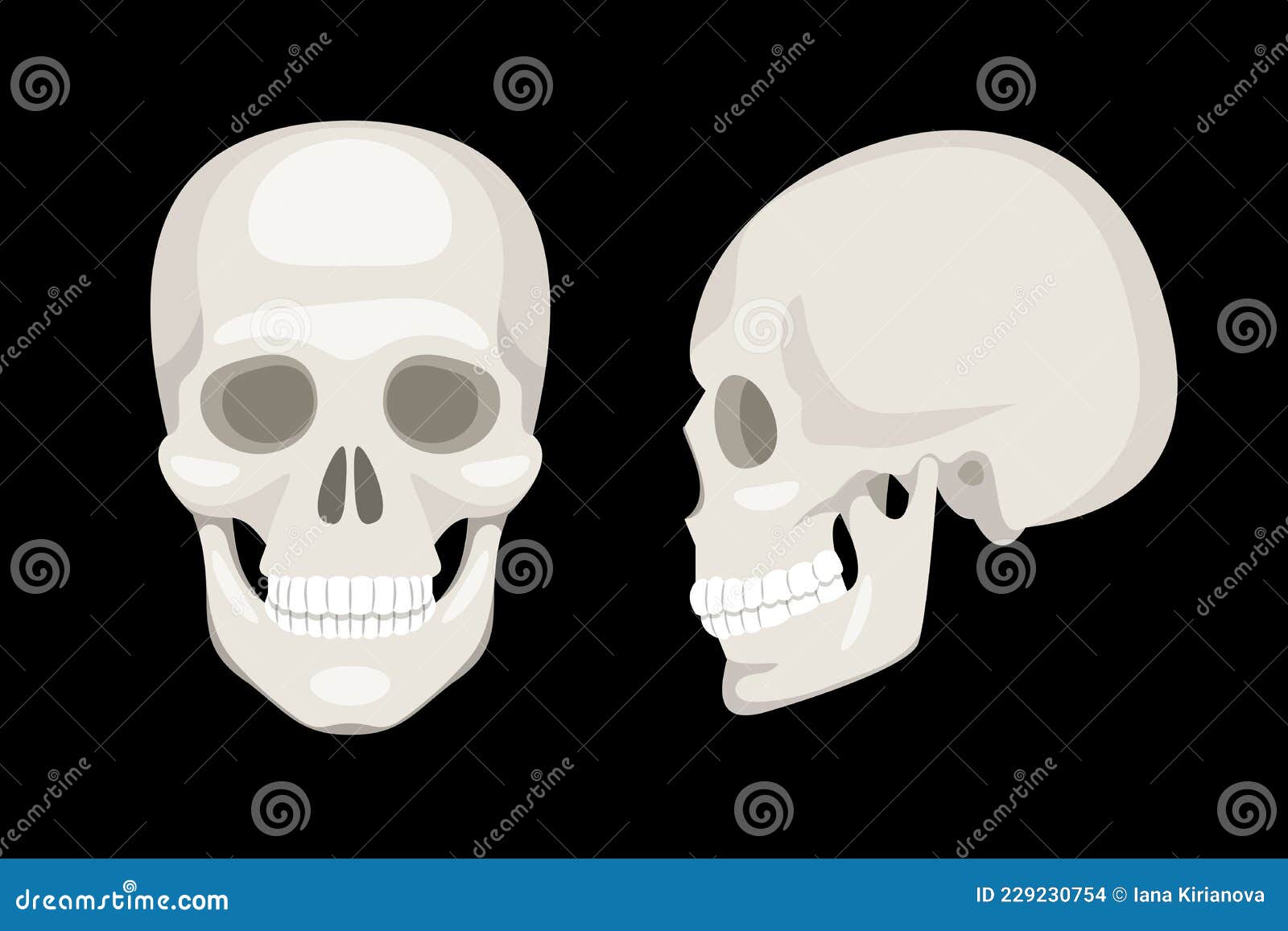 Two Human Skulls on Black Background Stock Vector - Illustration of ...