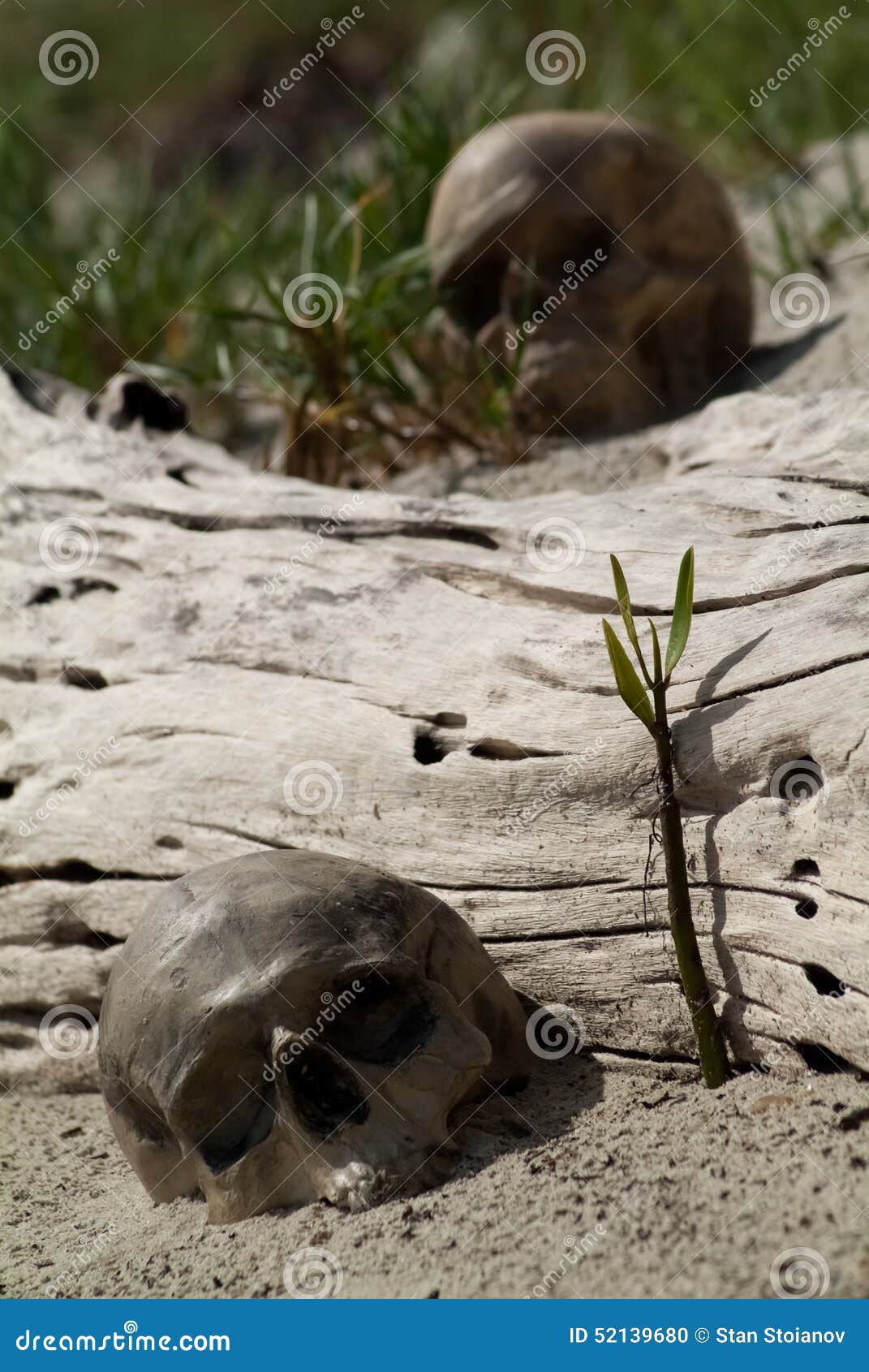 Two Human Skulls on the Sand To Sprouted Branch Stock Photo - Image of ...