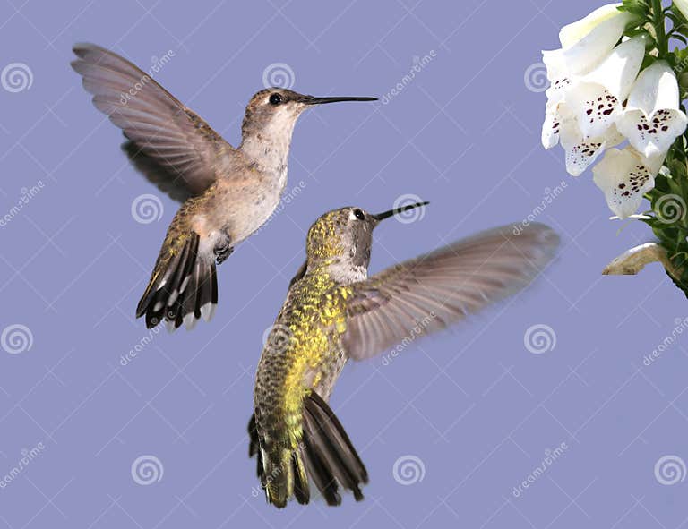 Two Hummingbirds stock photo. Image of hummingbirds, female - 4796030
