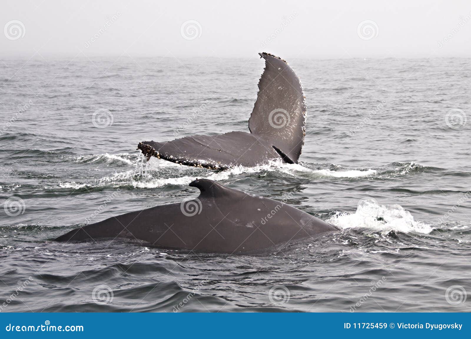 Two humpback whales stock image. Image of deep, monterey - 11725459