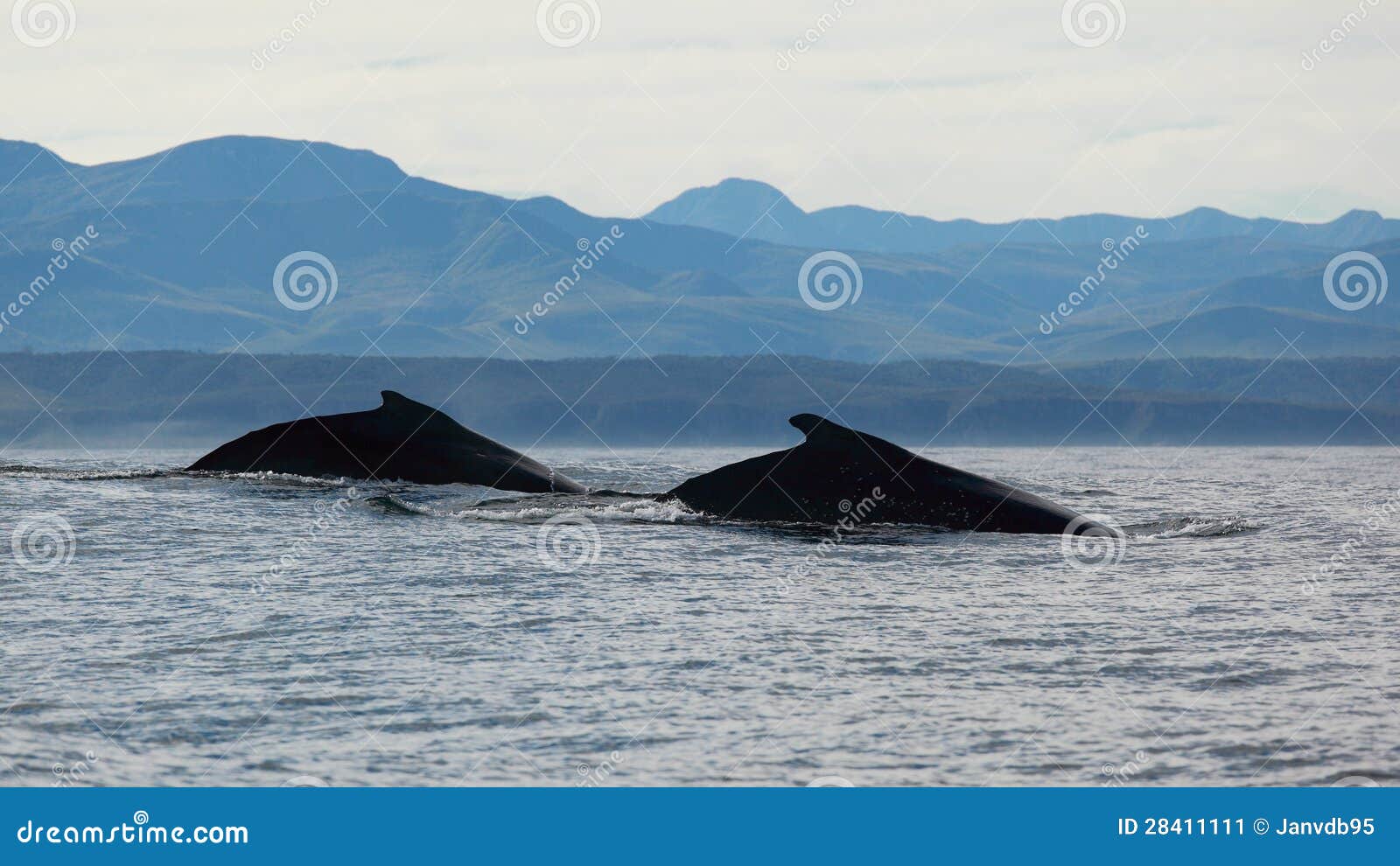 Two humpback whales stock image. Image of ocean, life - 28411111