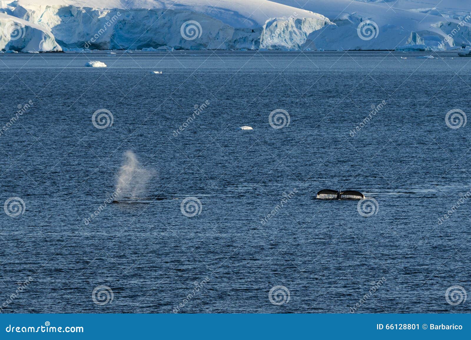 Two Humpback Whales Diving Under Stock Image - Image of water, whale ...