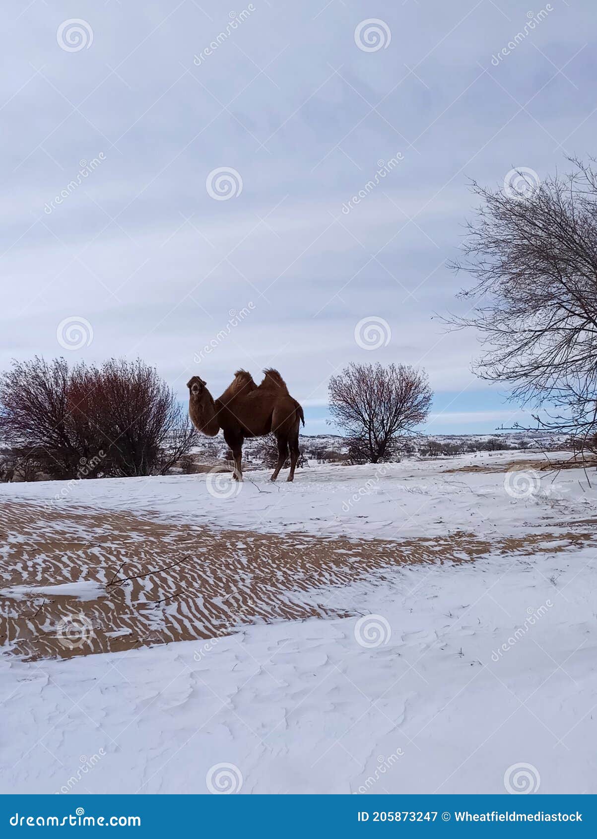 A Two-humped Bactrian Camel Standing on the Snowy Ground Stock Image ...