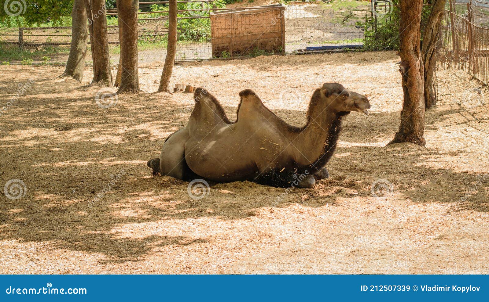 A Two-humped Camel Resting in the Shade of the Trees Stock Image ...