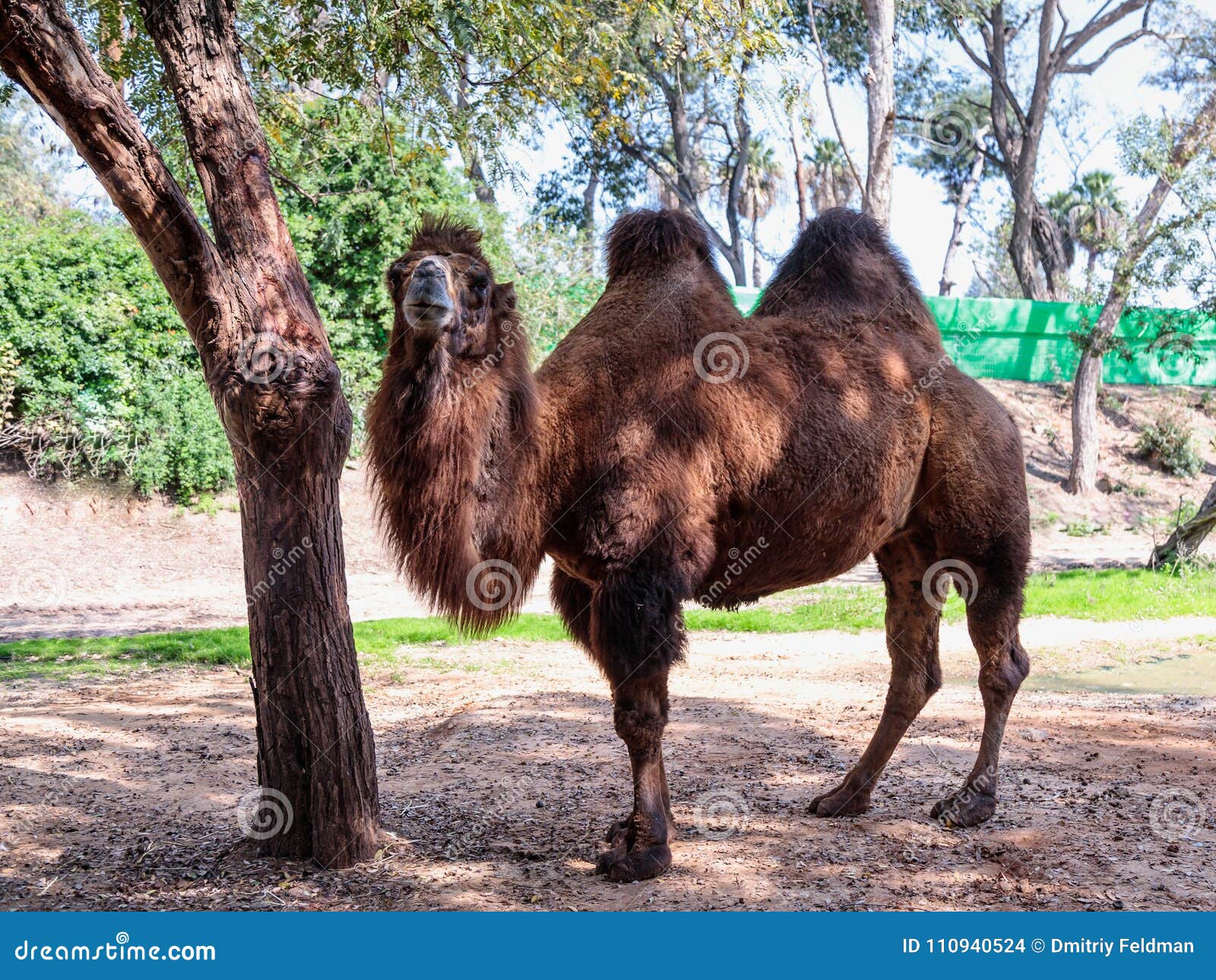 A Two-humped Camel Stands on the Ground in the Shade of a Tree on a ...