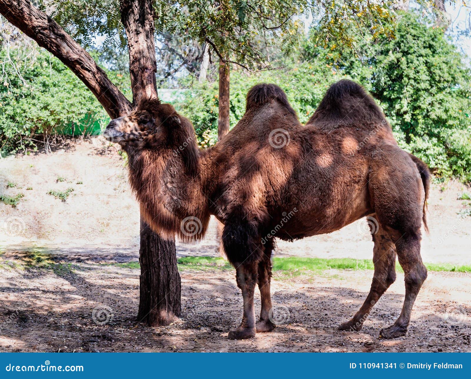A Two-humped Camel Stands on the Ground in the Shade of a Tree on a ...