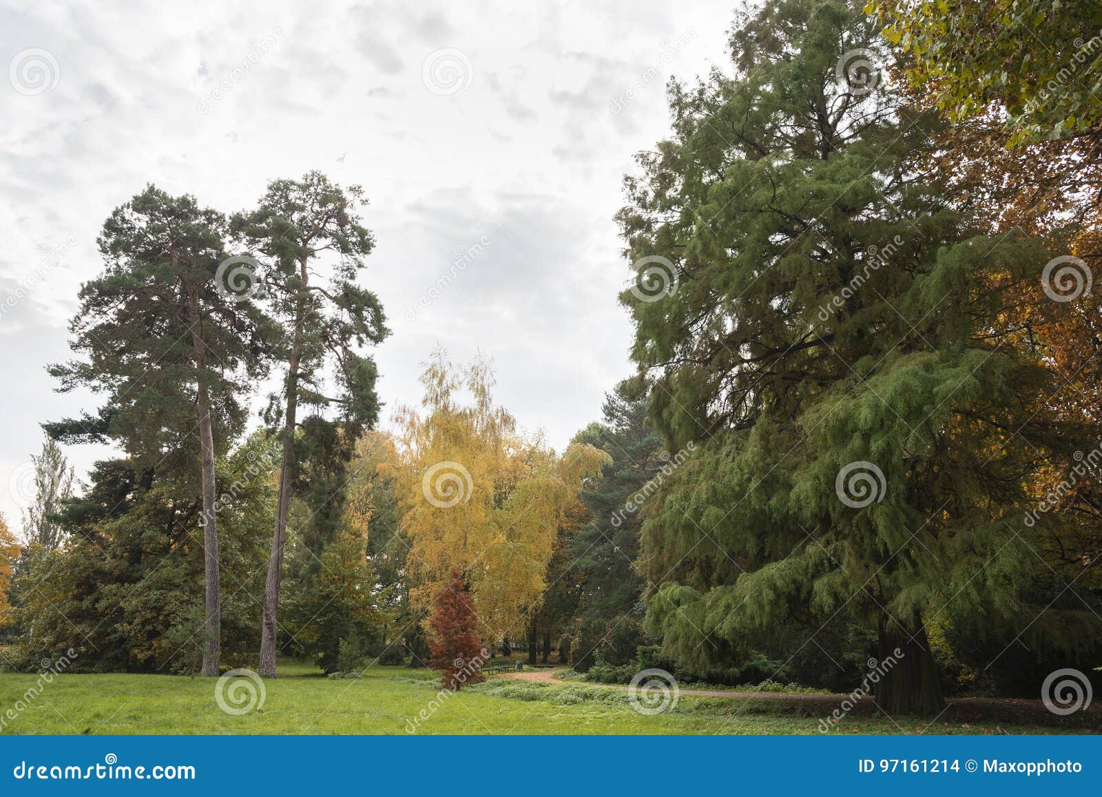 Two Hundred Years Old Tree in the Park Stock Photo - Image of scenery ...