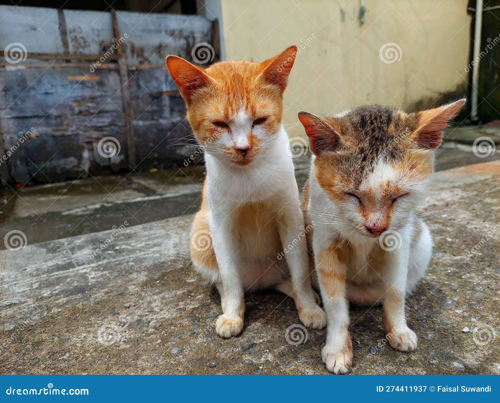 Two Hungry Cats Waiting for Food Stock Image - Image of nose, hungry ...