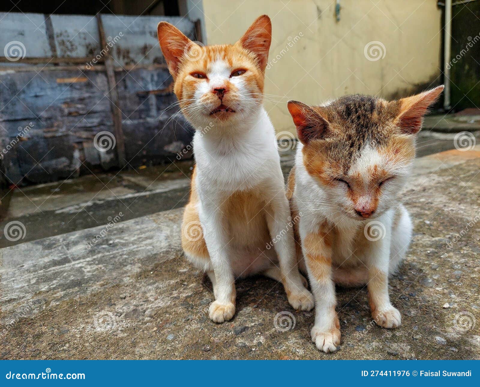 Two Hungry Cats Waiting for Food Stock Photo - Image of kitten, mammal ...