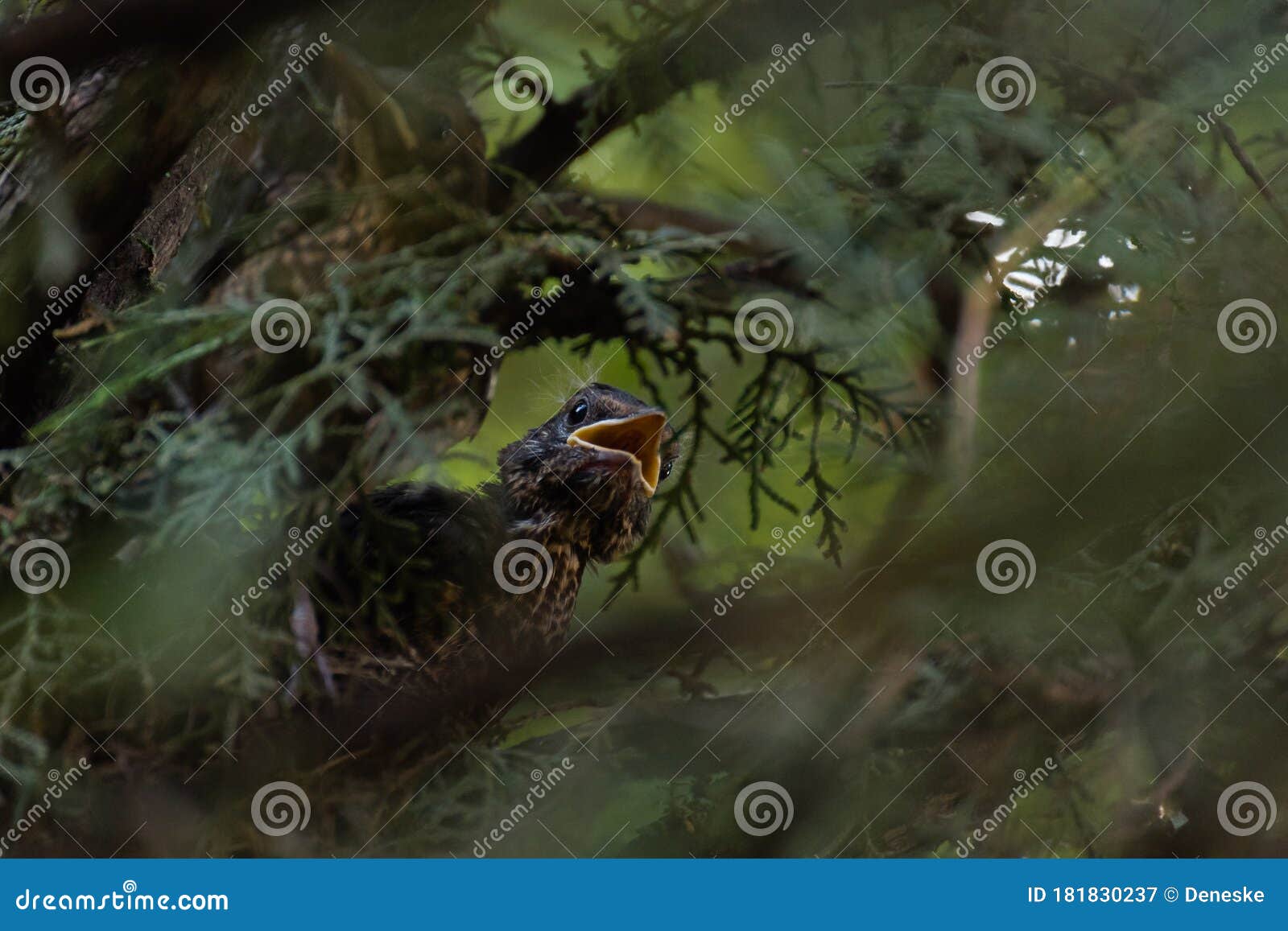 Two Hungry Nestling in the Nest on a Dense Tree Stock Image - Image of ...