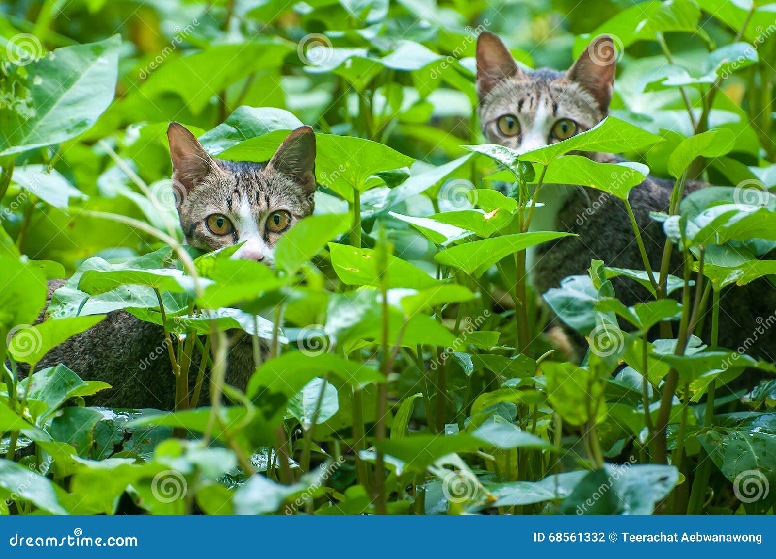 Forrest Cat Norway Stock Photos - Free & Royalty-Free Stock Photos from ...