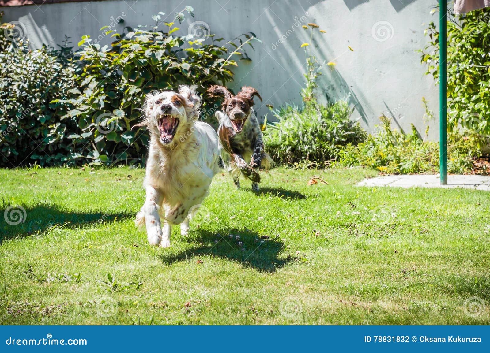 Two hunting dog running stock photo. Image of friendship - 78831832
