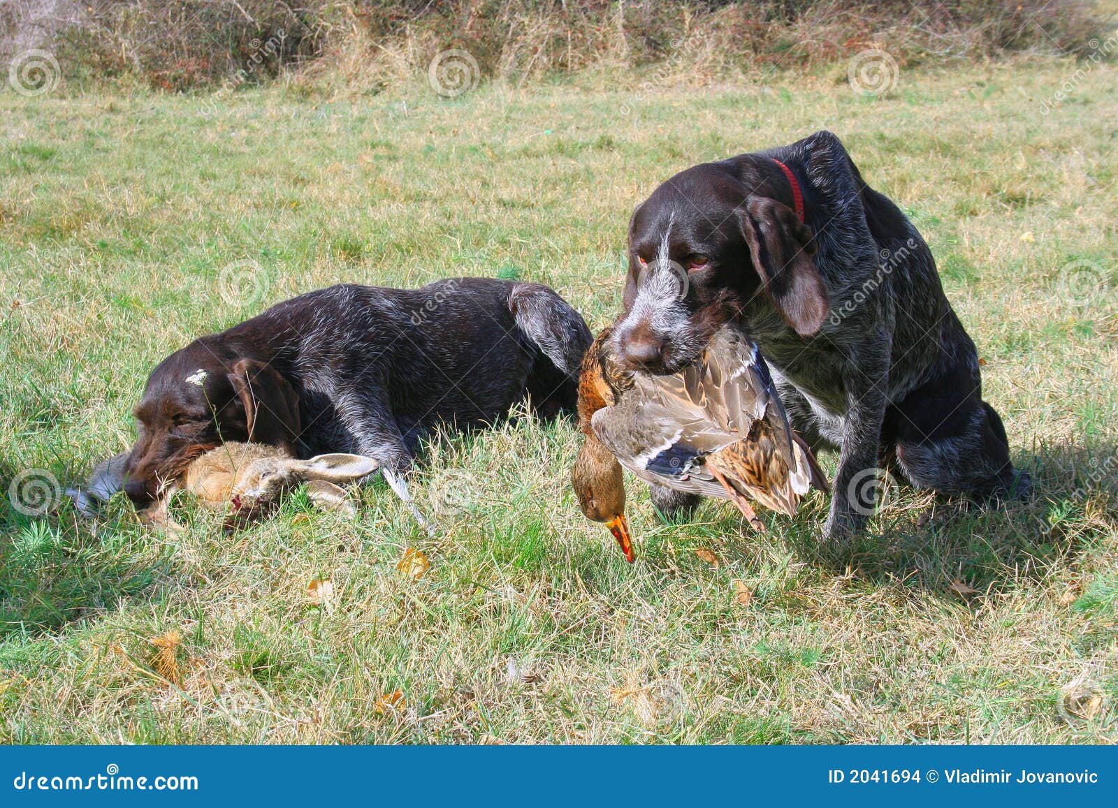 Two hunting dogs stock photo. Image of pointer, duck, tired - 2041694