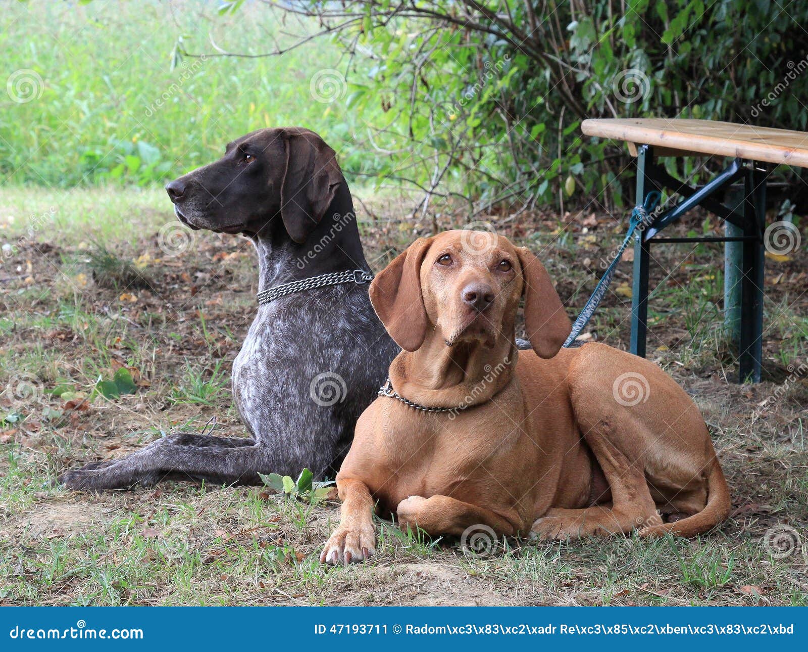 480 Dogs Edge Stock Photos - Free & Royalty-Free Stock Photos from ...