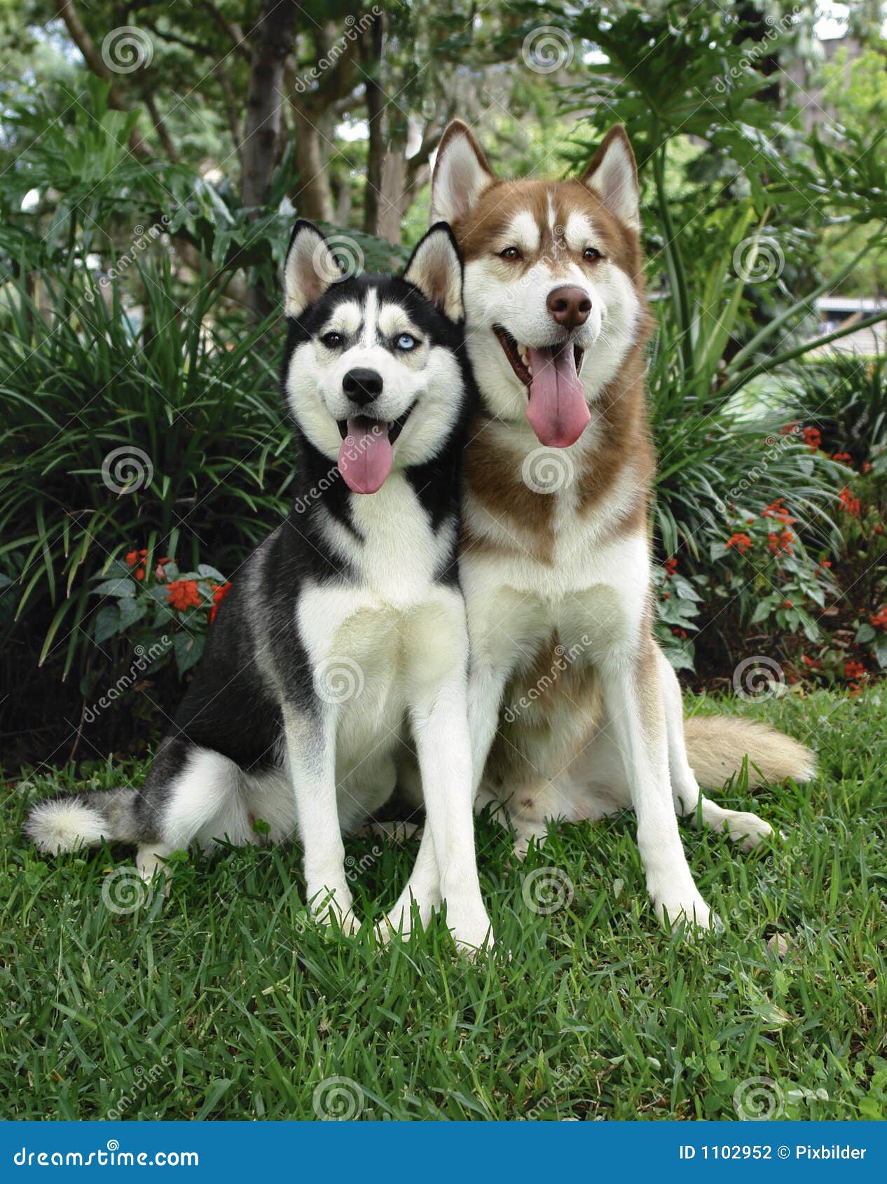 Two Huskies Stock Photography - Image: 1102952