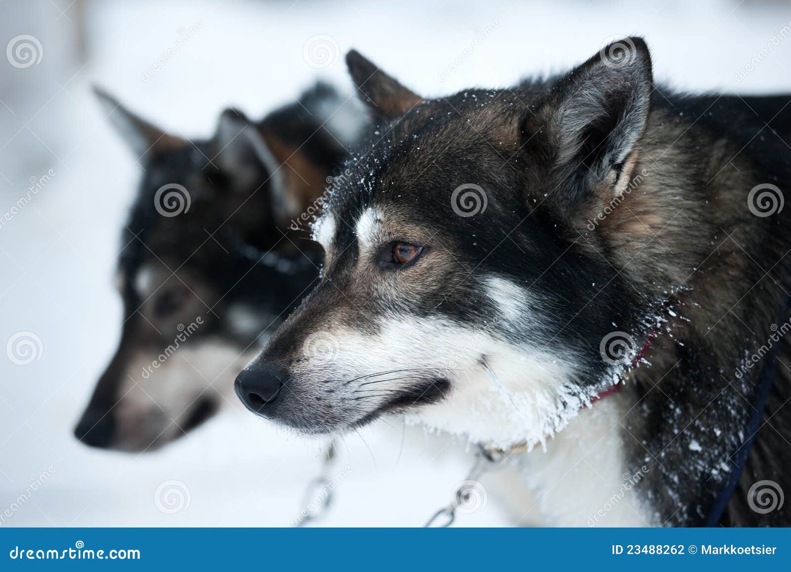 Two huskies stock photo. Image of identical, lapland - 23488262