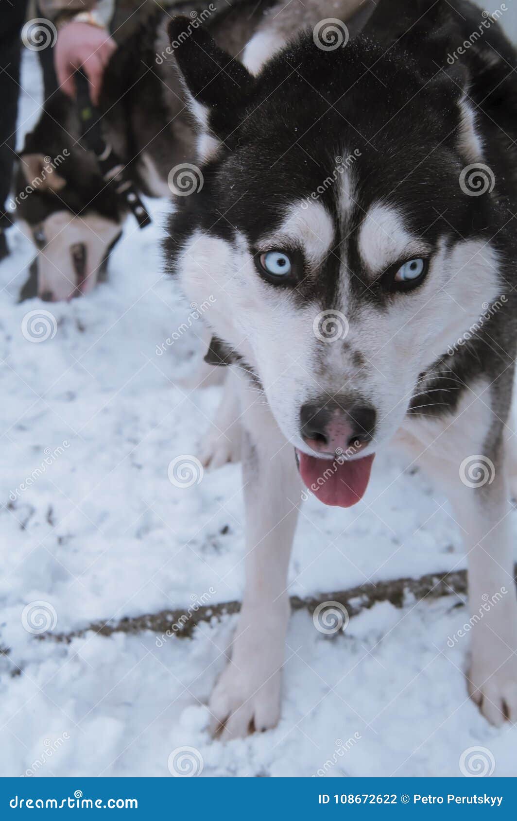 Huskies love stock photo. Image of dogs, furry, female - 108672622
